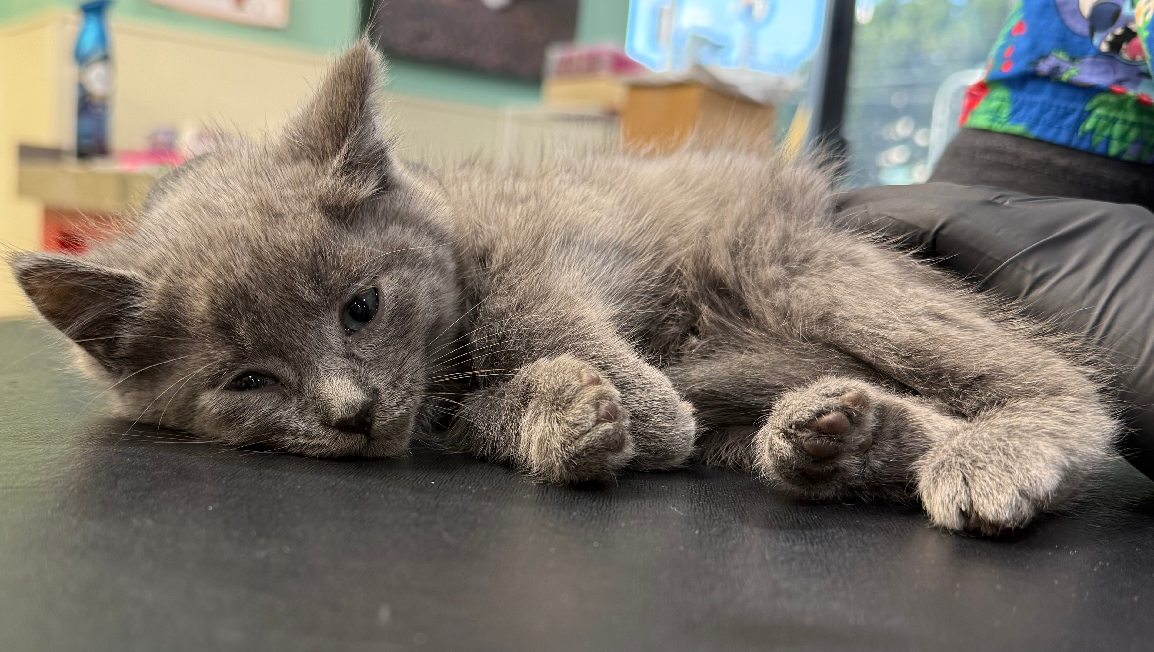 Fundraiser for Julia Sebert by Jordan Hardy : Save Bucky’s Leg — Sweet ...