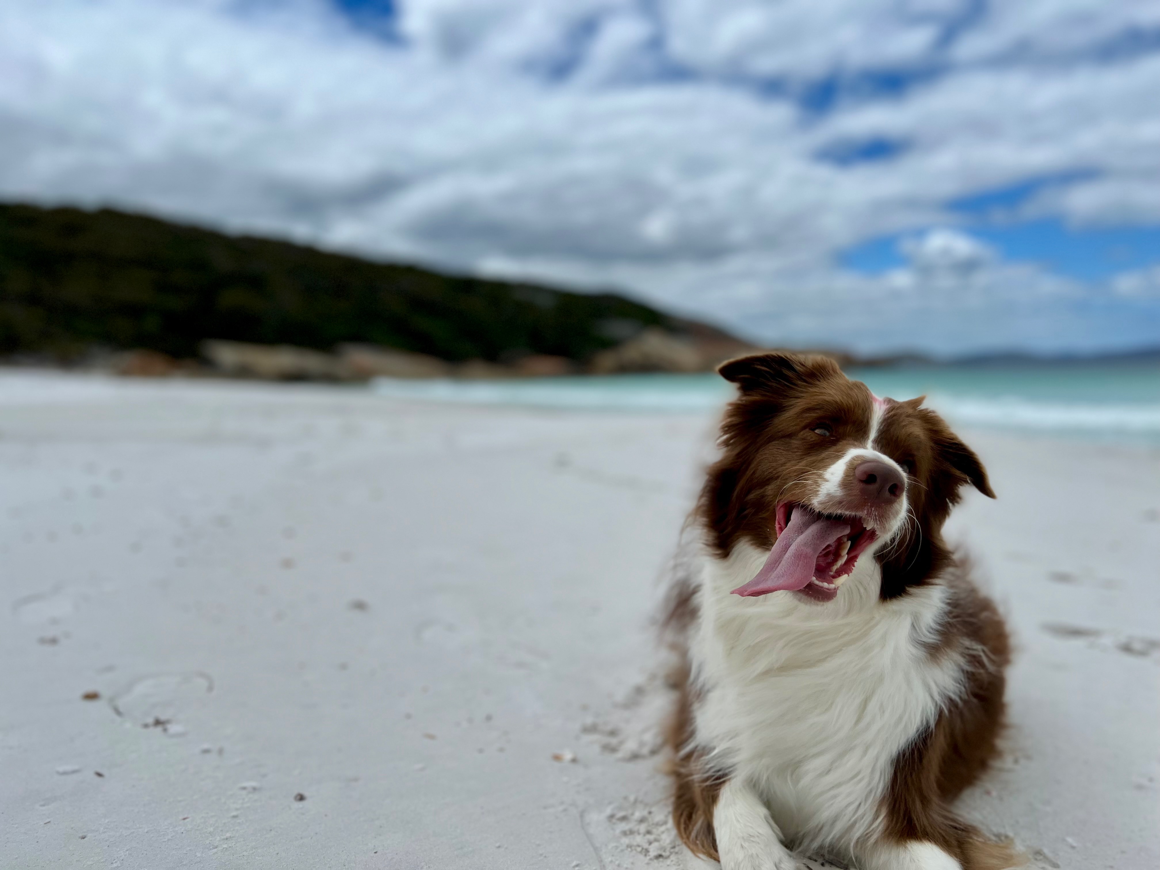 Fundraiser by Troy Neil : ️ Help Riley walk again she deserves a second ...