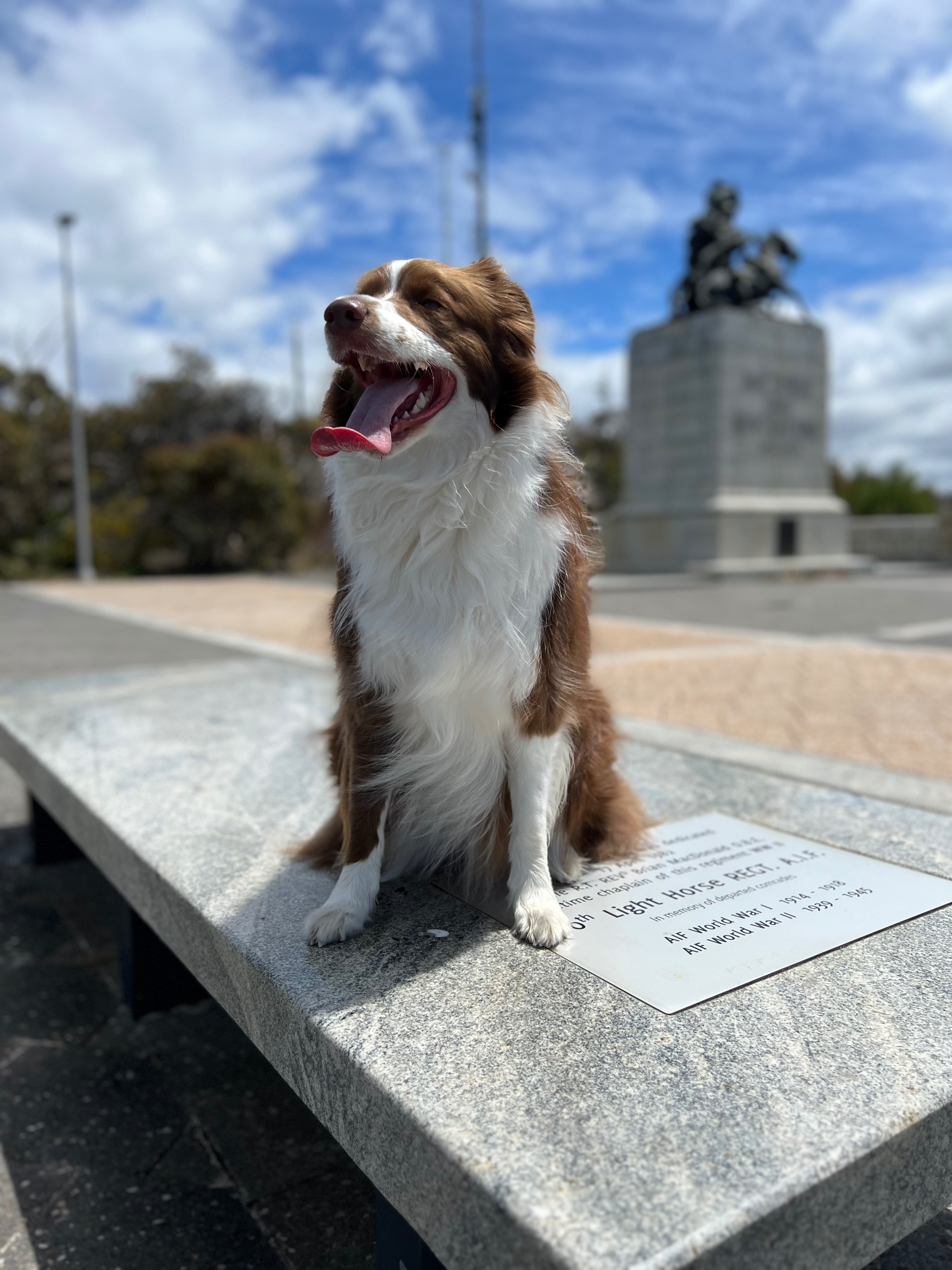 Fundraiser by Troy Neil : ️ Help Riley walk again she deserves a second ...