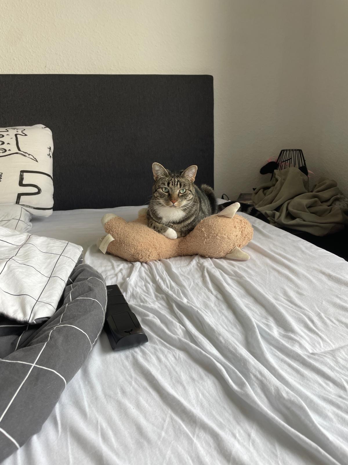 Fundraiser by Nico Struchholtz : Hilfe für Nala - Support for Nala