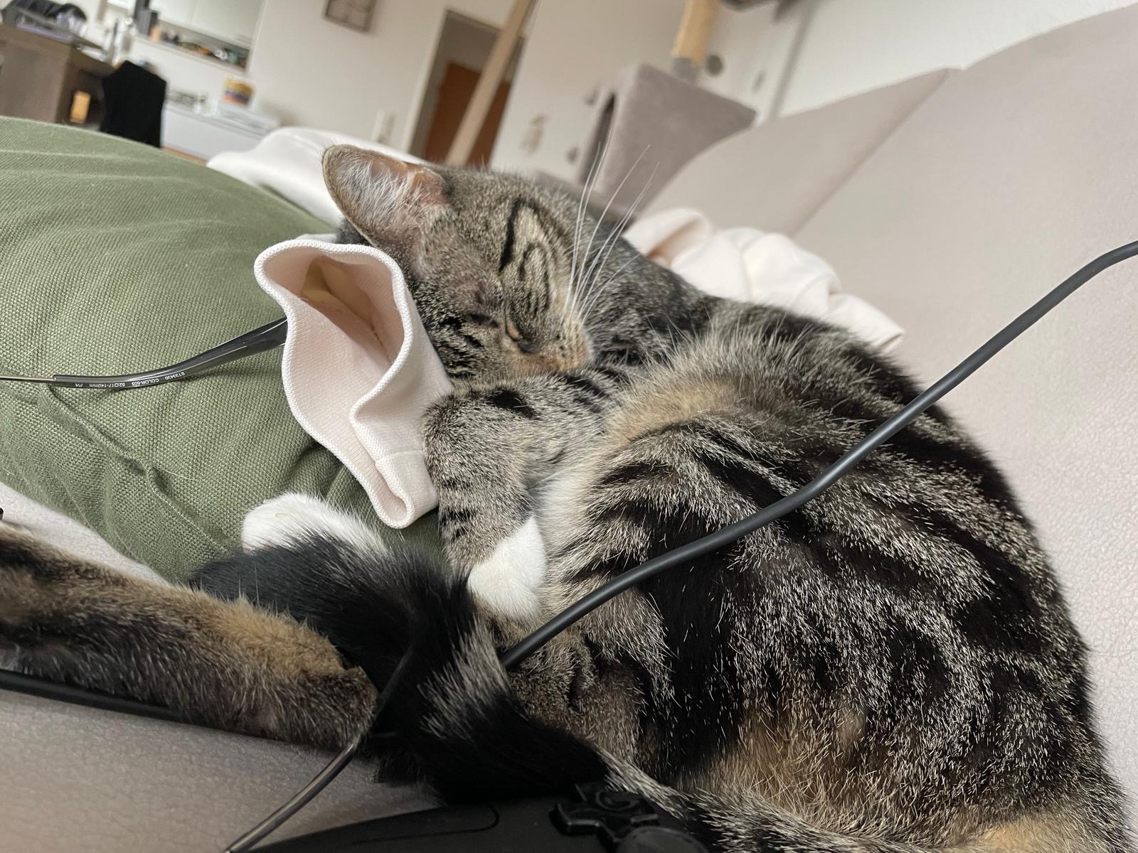 Fundraiser by Nico Struchholtz : Hilfe für Nala - Support for Nala