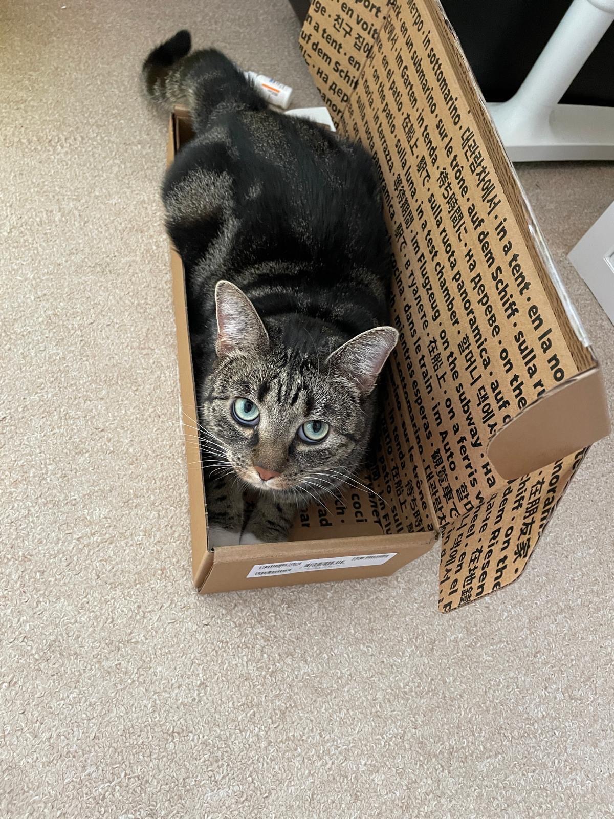 Fundraiser by Nico Struchholtz : Hilfe für Nala - Support for Nala