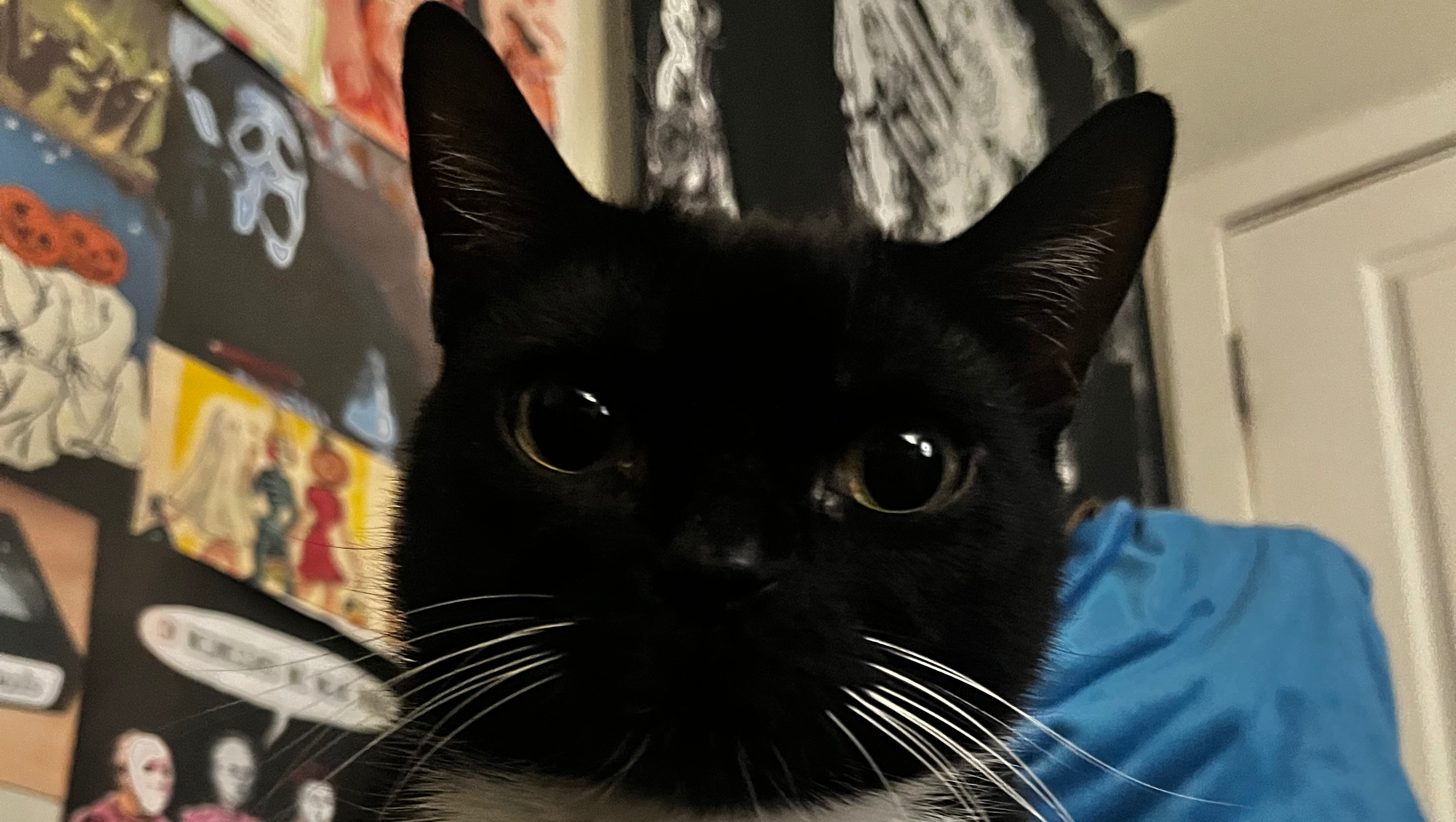 Fundraiser by Brionna Williams : Save Levi: Urgent Pyometra Surgery Needed