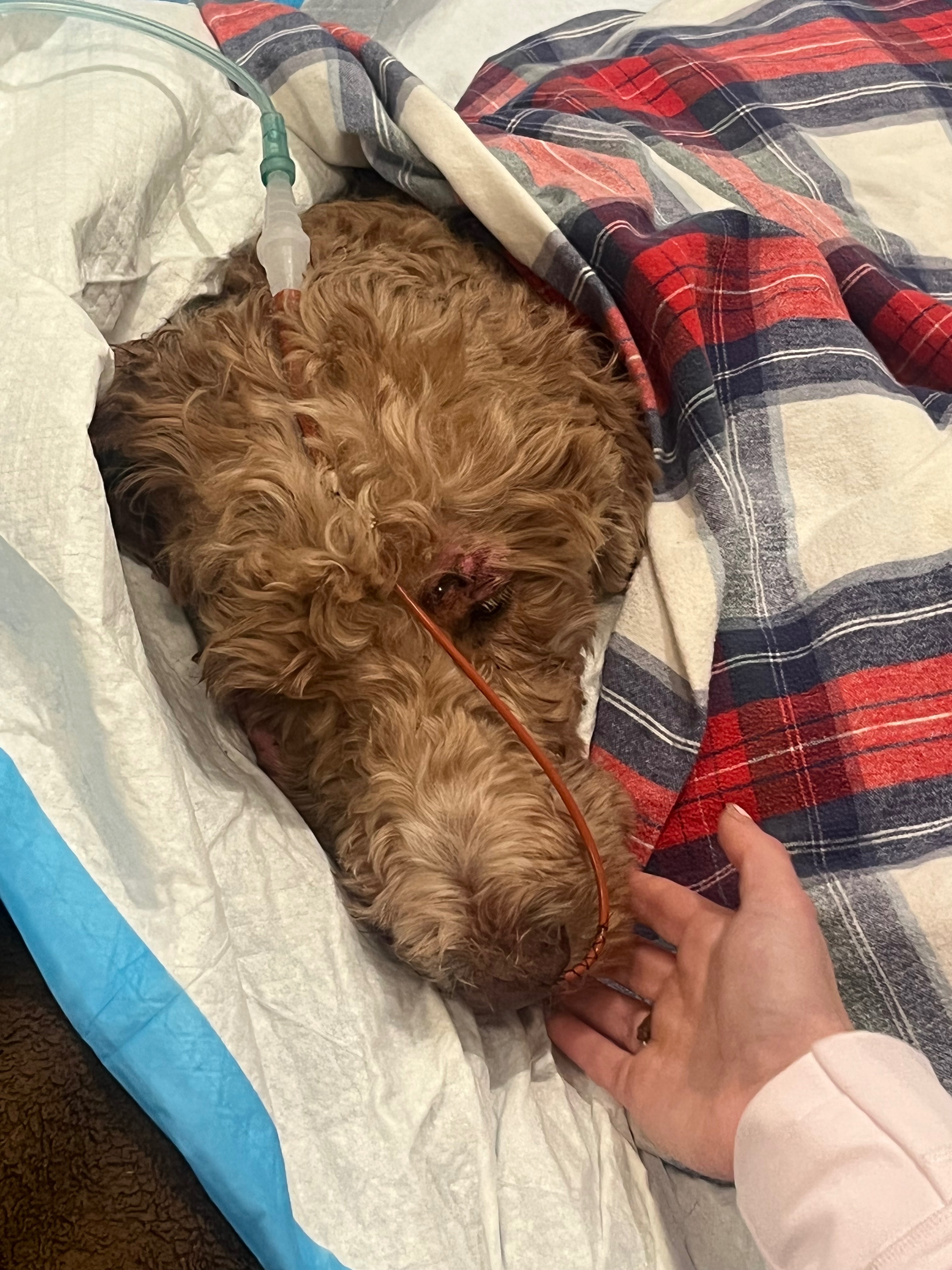 Fundraiser for Paulette Raxenberg by Kerri Ostrow : Rally for Bean: Aid ...
