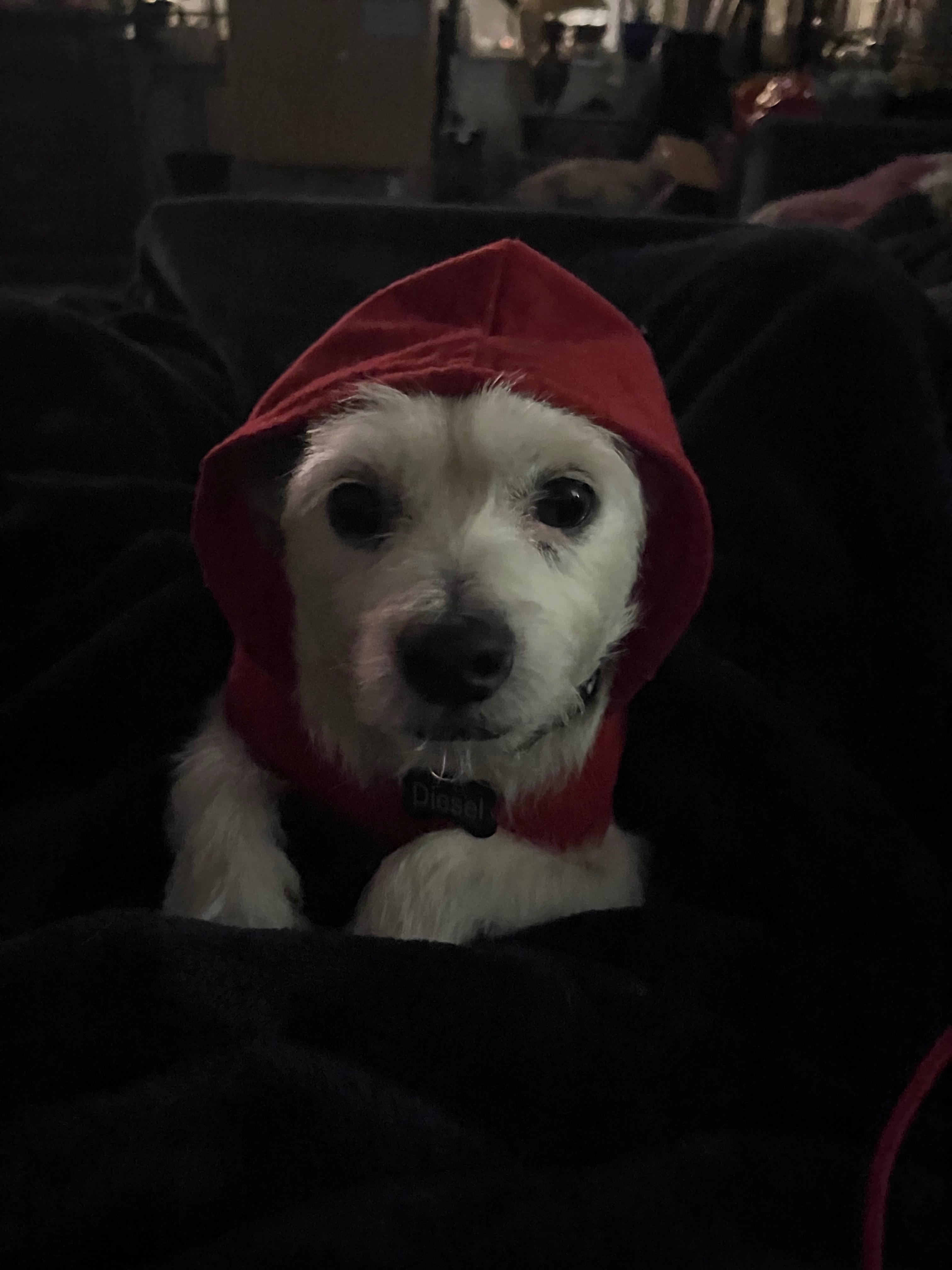 Fundraiser by Ellie Garagiola : Diesel vs. Cancer: Help the Little Rat Boy