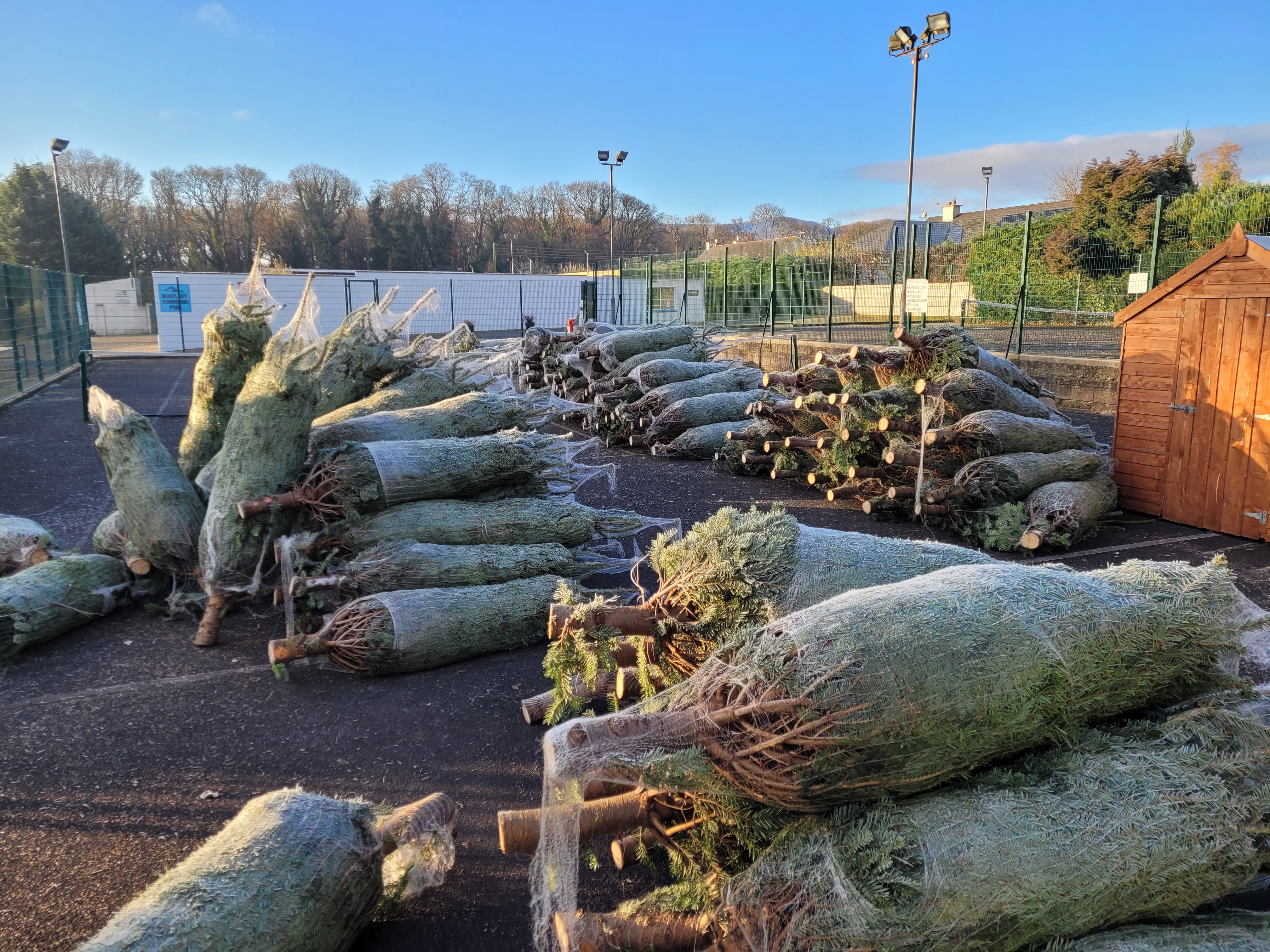 Fundraiser by Peadar Waters : Emily tree fundraiser