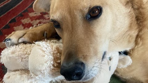 Fundraiser by Christian Camargo : Help Garth: Urgent Hip Surgery