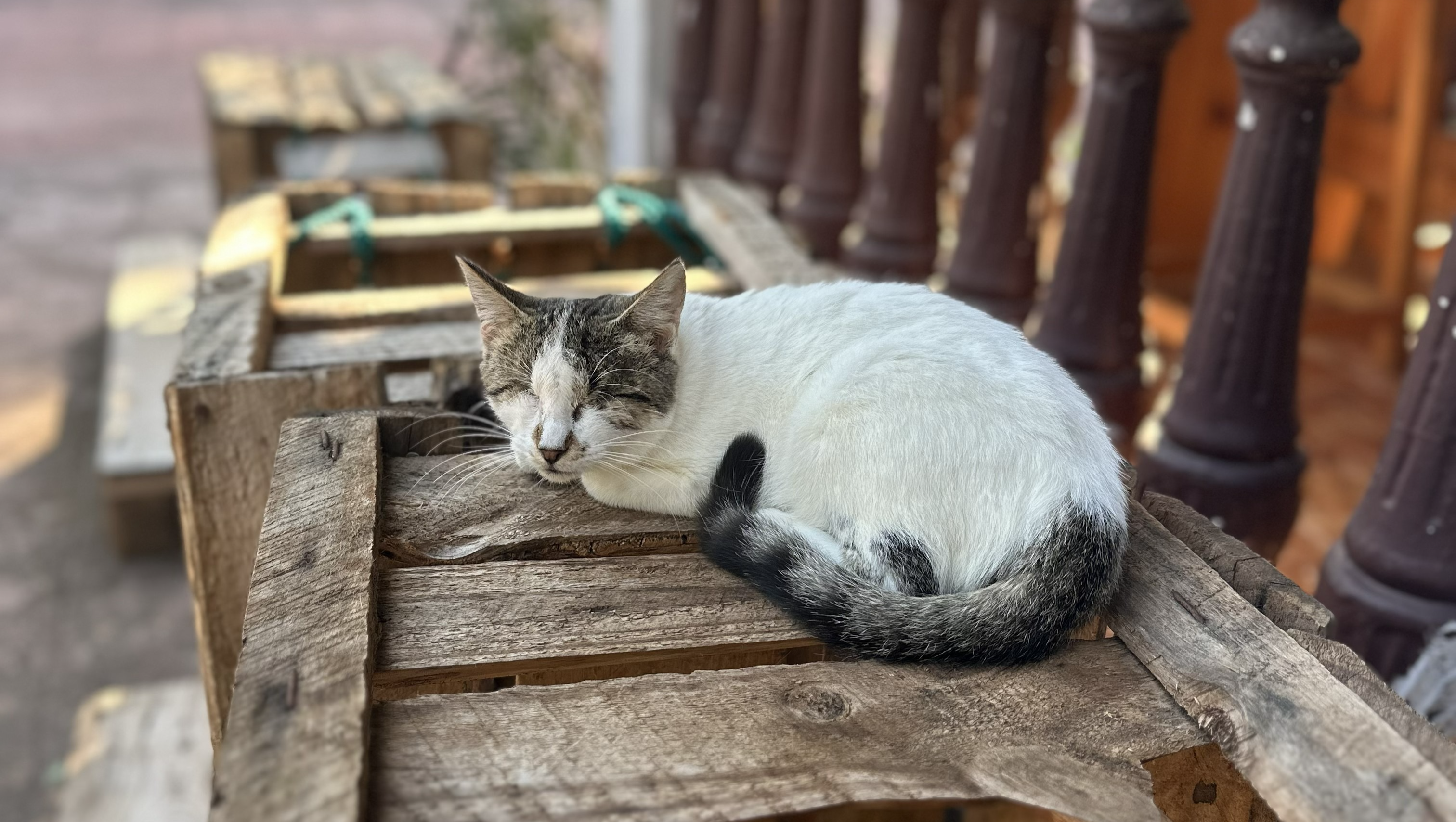 Fundraiser by Ellen Locke : Help Build a Catio for Mama Paka Zanzibar