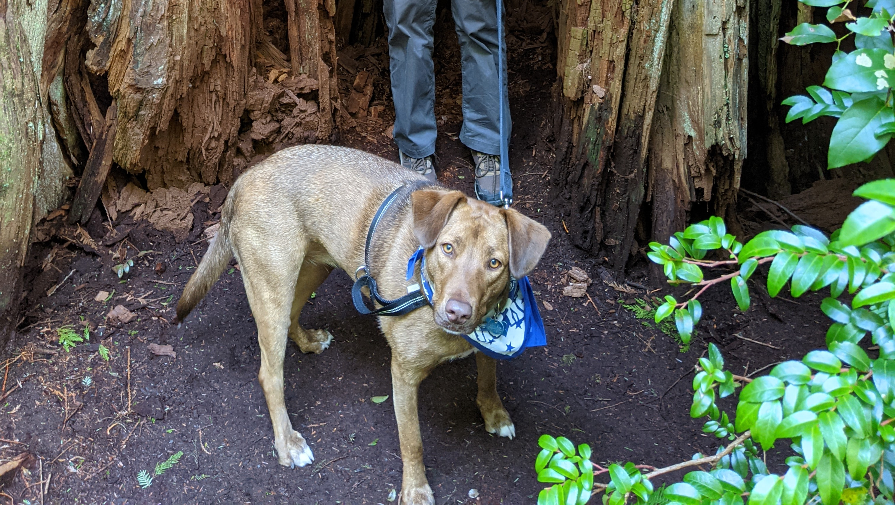 Fundraiser by Max Staker : Restore Ruth's Joy: Fund Her Knee Surgery