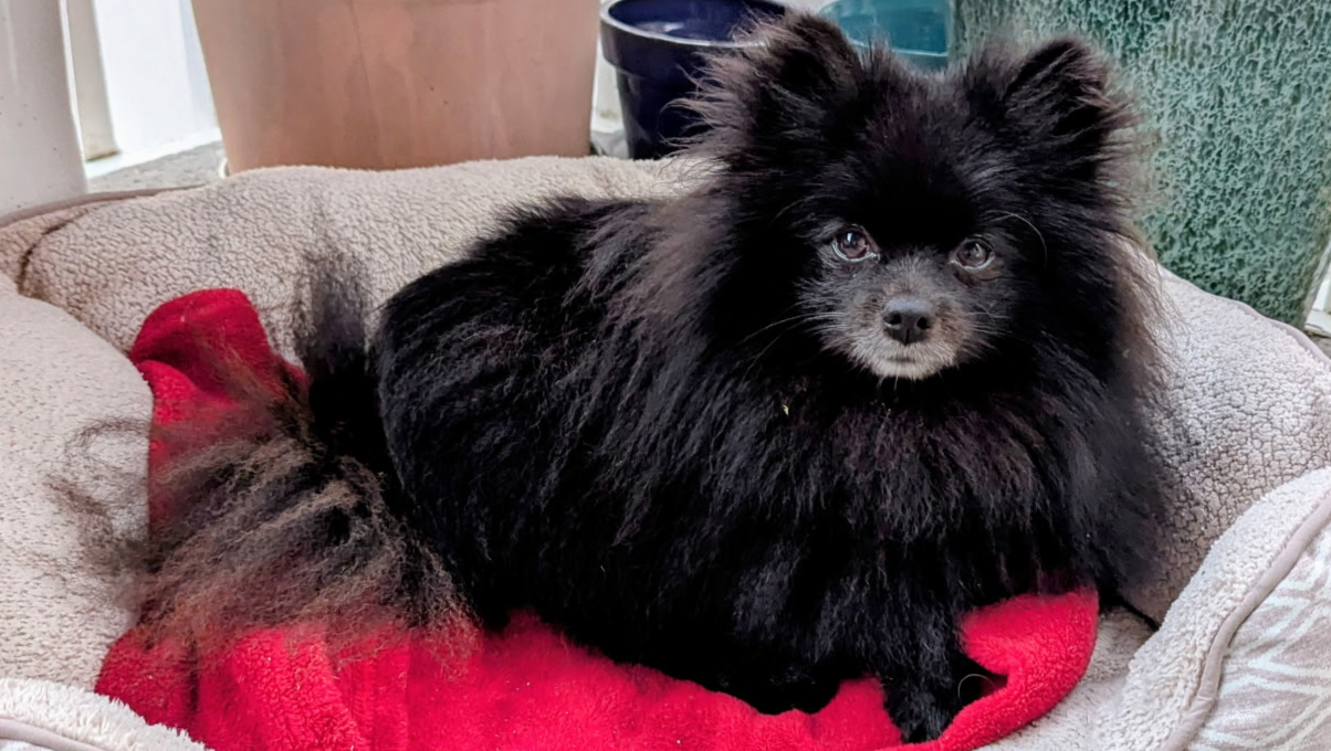 Fundraiser by Gina Galgano : Help Galileo Recover from Emergency Vet Visit