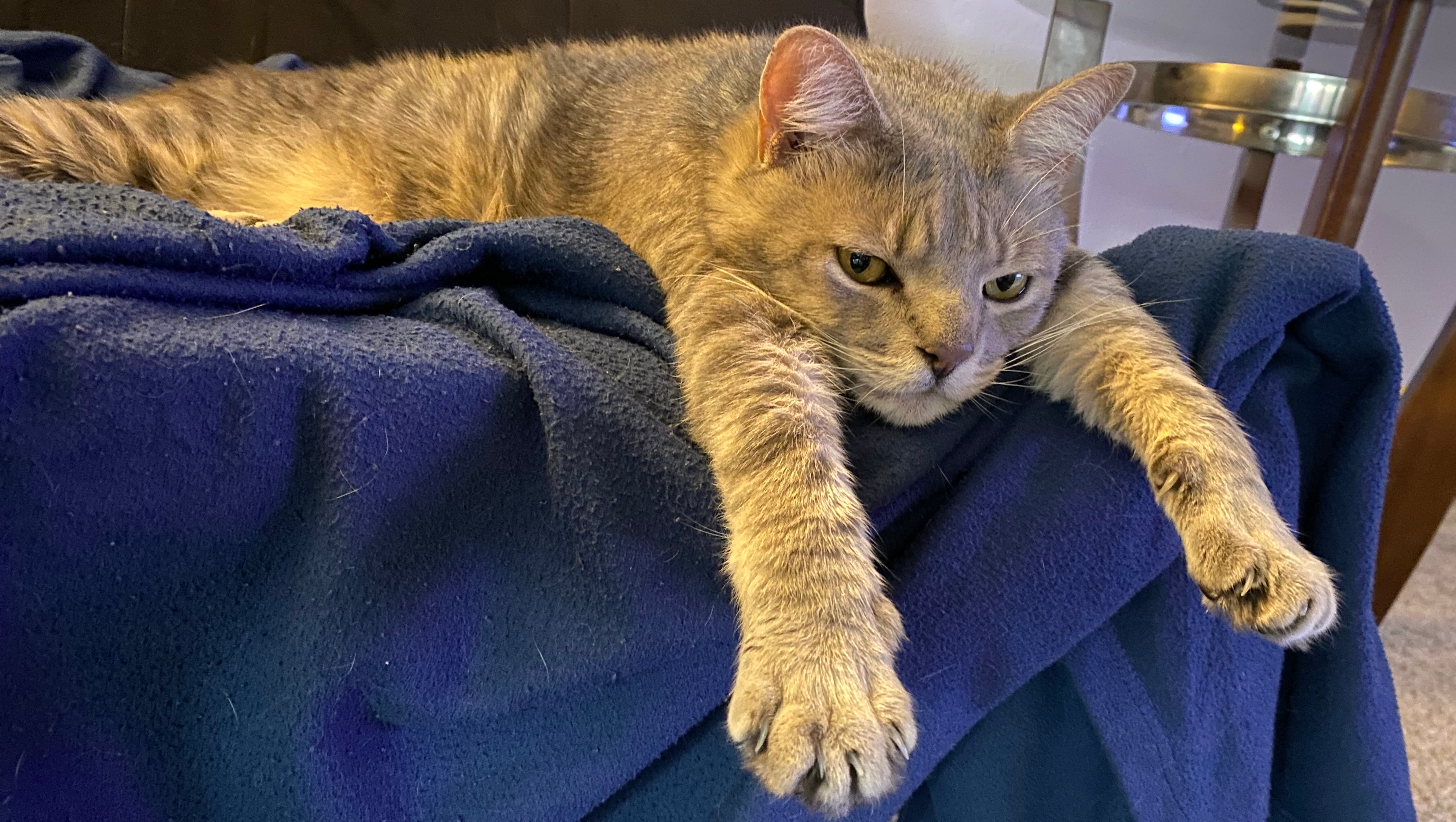 Fundraiser by Noah Figueroa : Save Milo: Urgent Surgery Needed