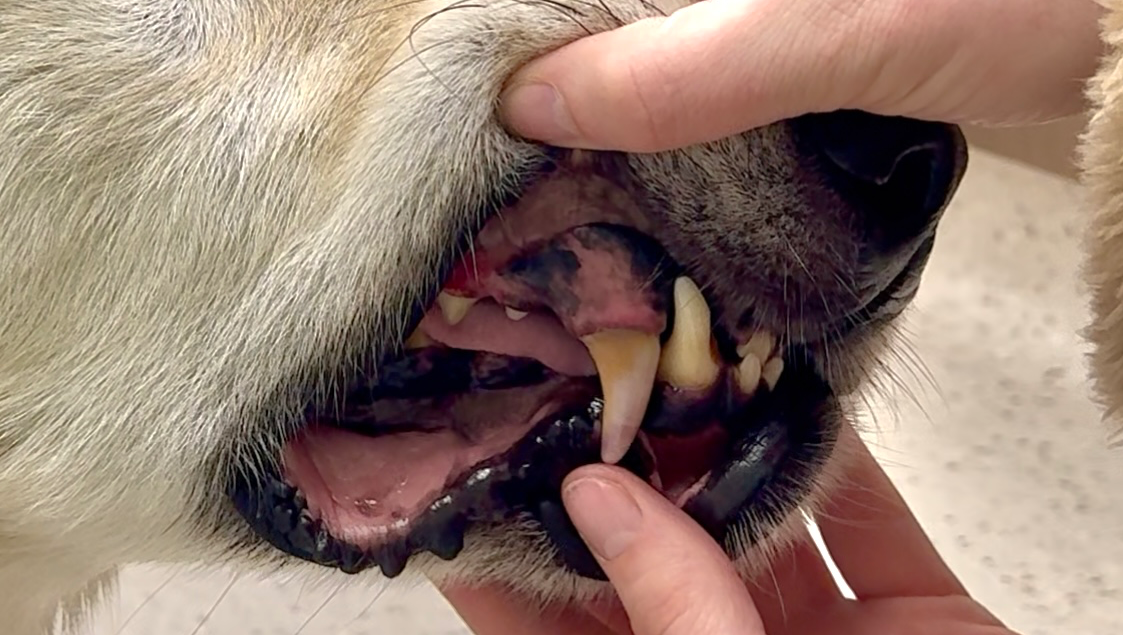 Fundraiser by Alex Afflerbach : Help Kiba Overcome Dental and Health Challenges