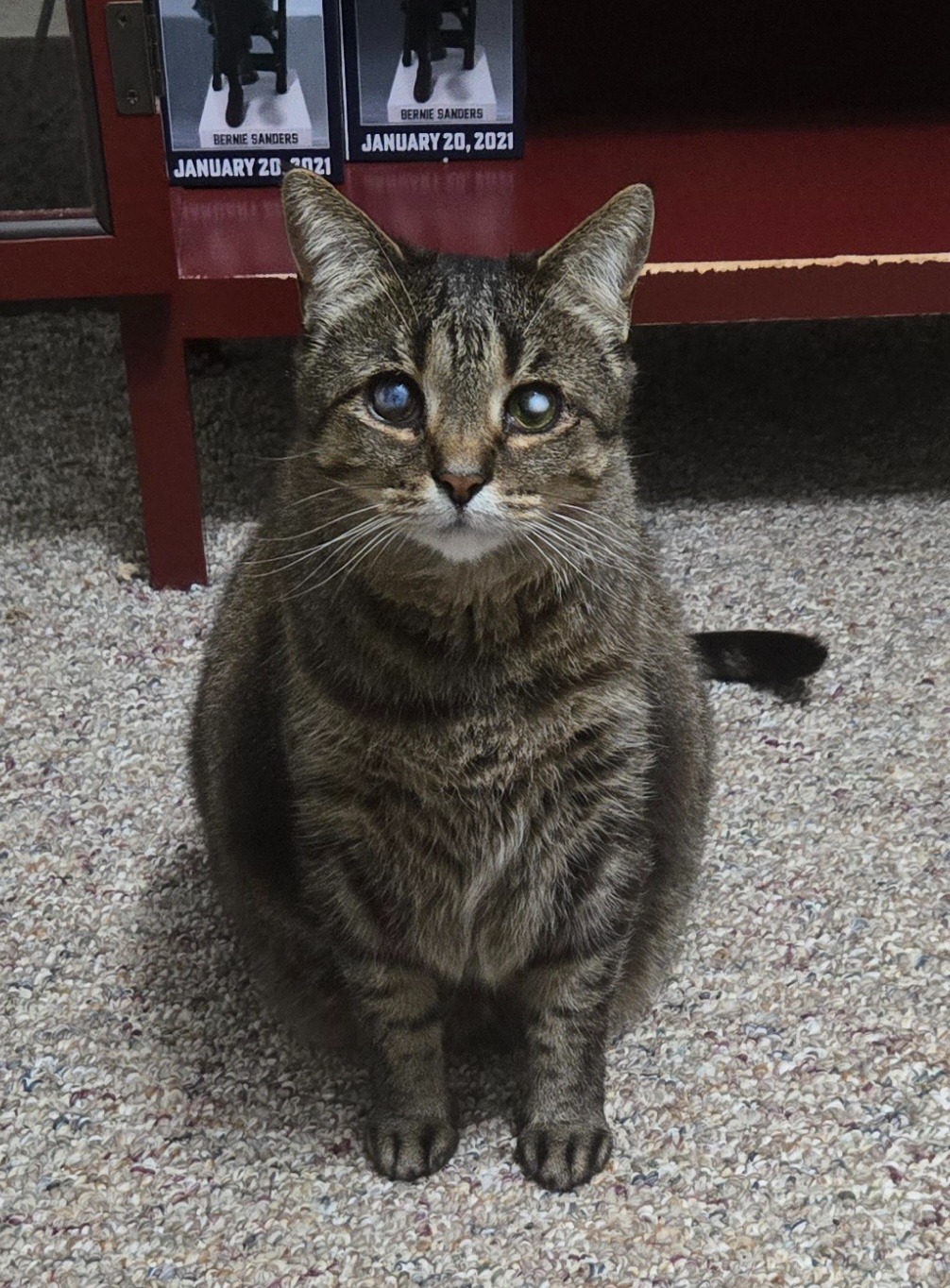 Fundraiser by Nicole Haduch : Help Nicole & Her Kitties Stay Safe at Home