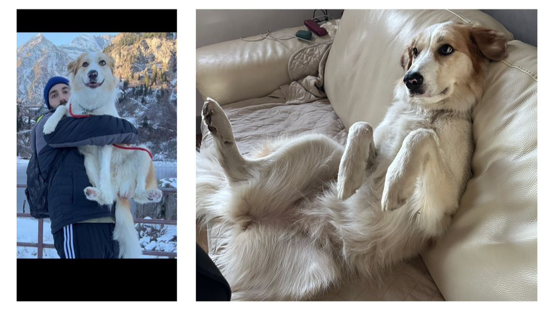 Fundraiser by Pierfrancesco Bergo : PDA surgery for my dog "Brugola ...
