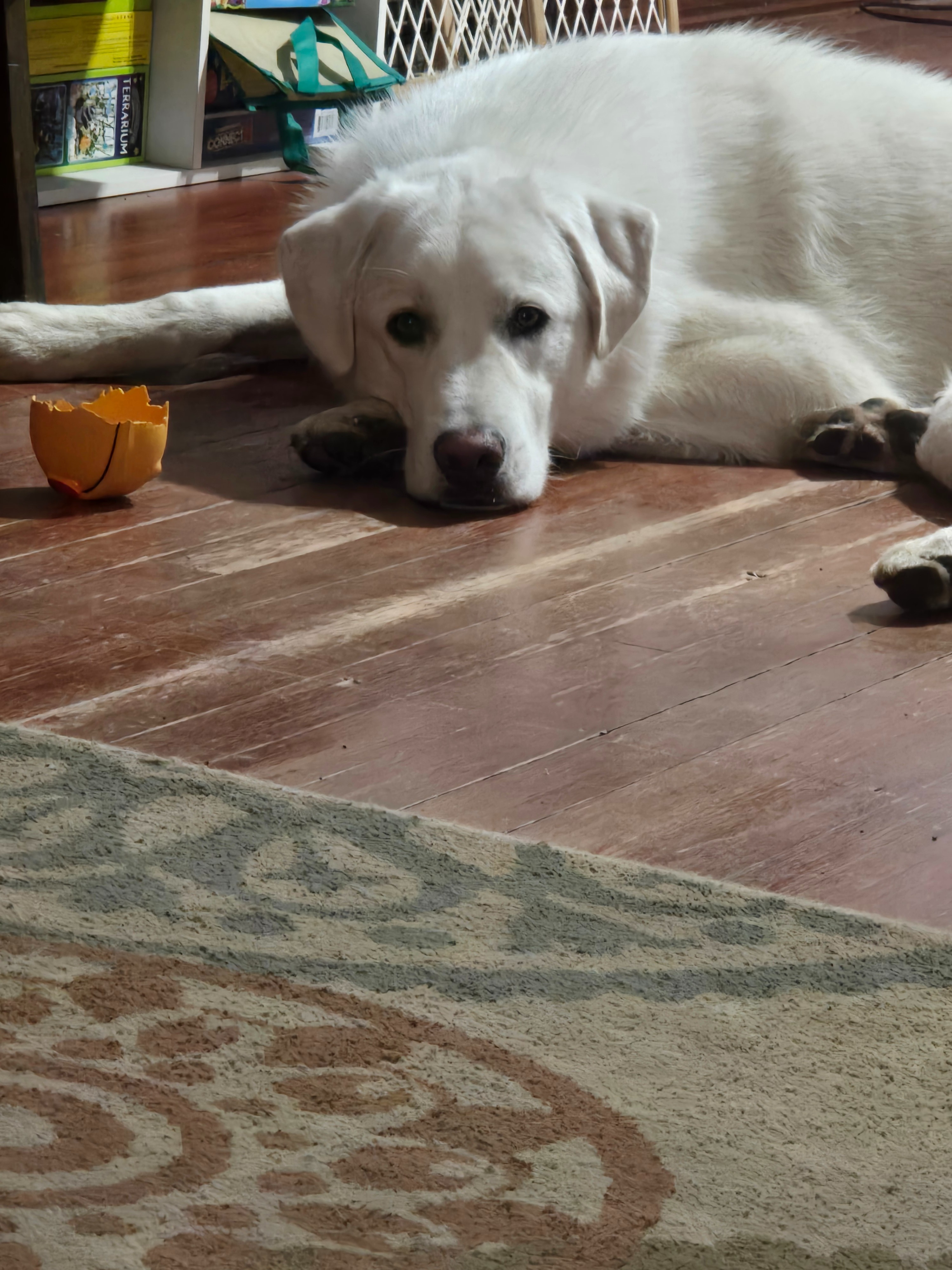 Fundraiser by Julie Jasnowski : Support Snoopy's Surgery for a Happy Life