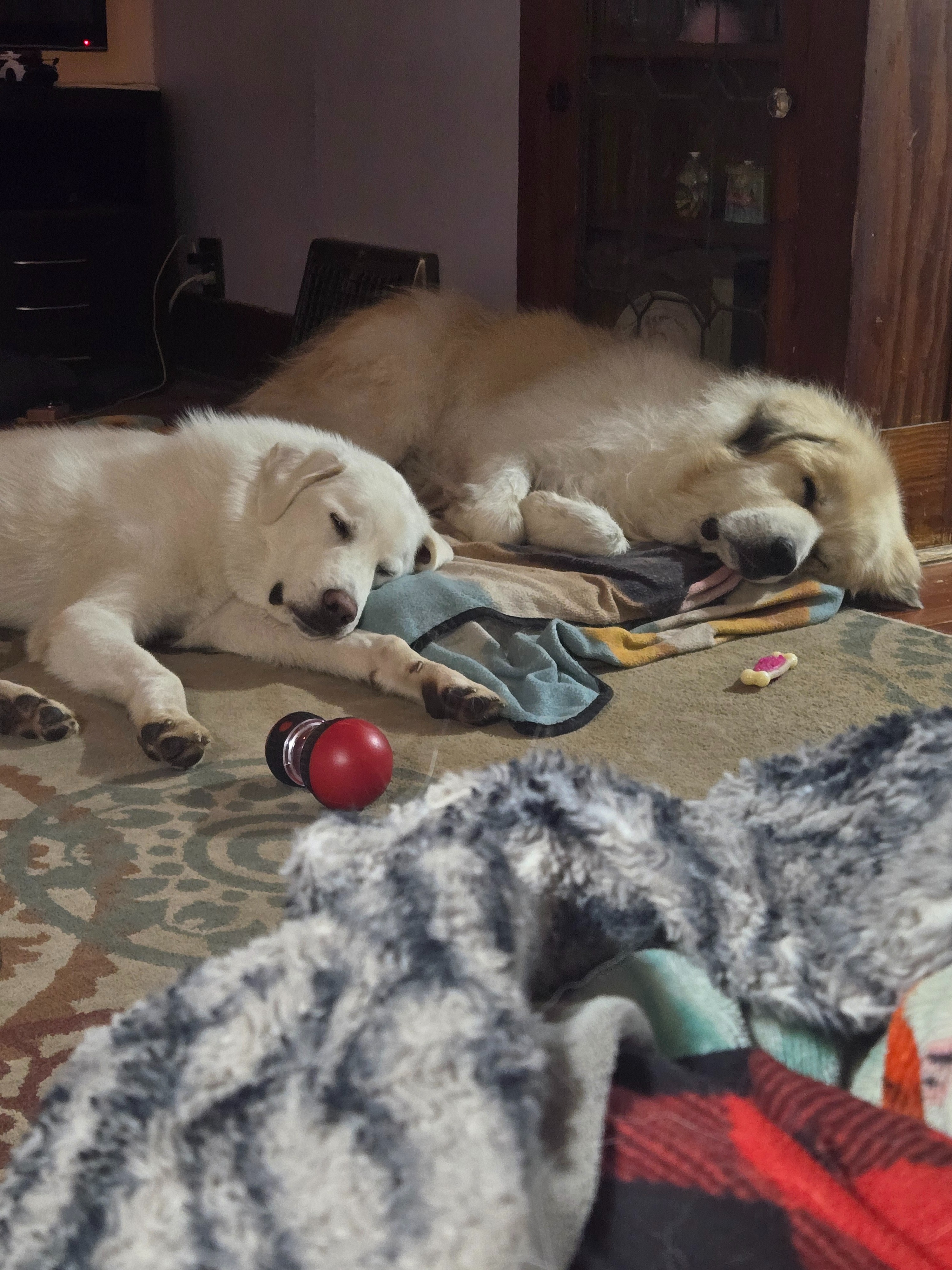 Fundraiser by Julie Jasnowski : Support Snoopy's Surgery for a Happy Life