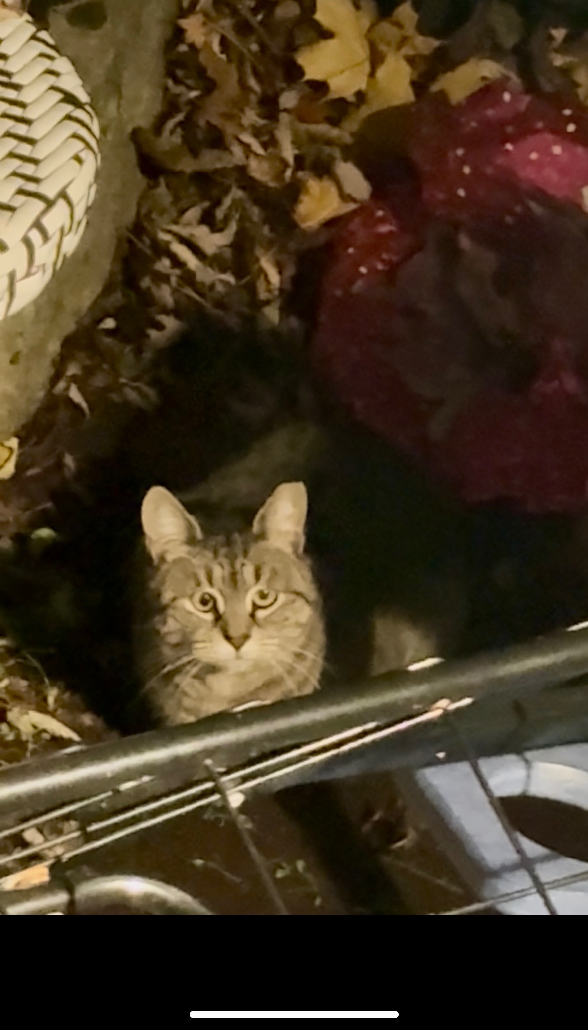 Fundraiser by Joan santiago : Help Sad-eyes Cub Stay Warm This Winter