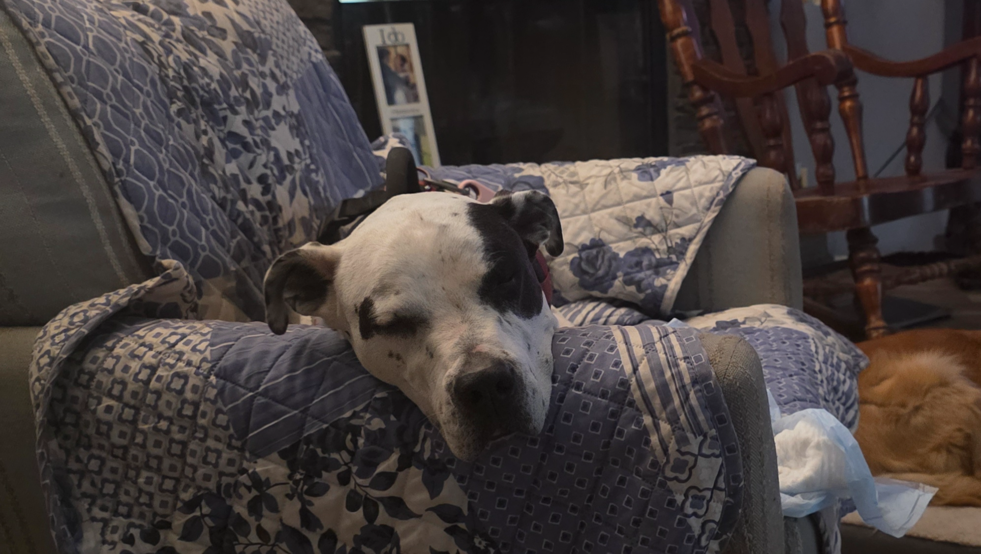 Fundraiser by Anna Swisher : Help Sugar Walk Again: Fund Her MRI
