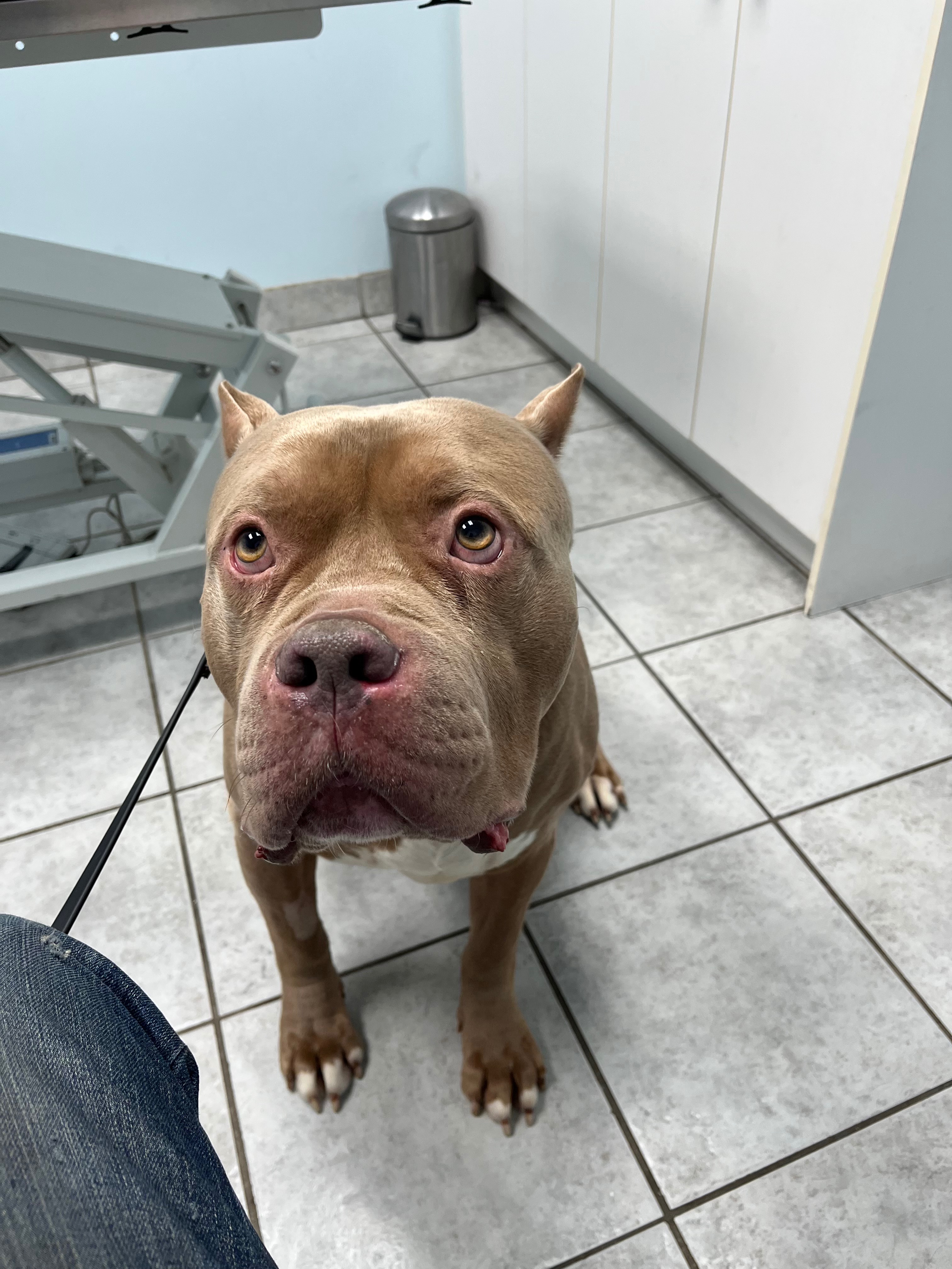 Fundraiser for Bailey Honsinger by Courtney Honsinger : Support Beau ...