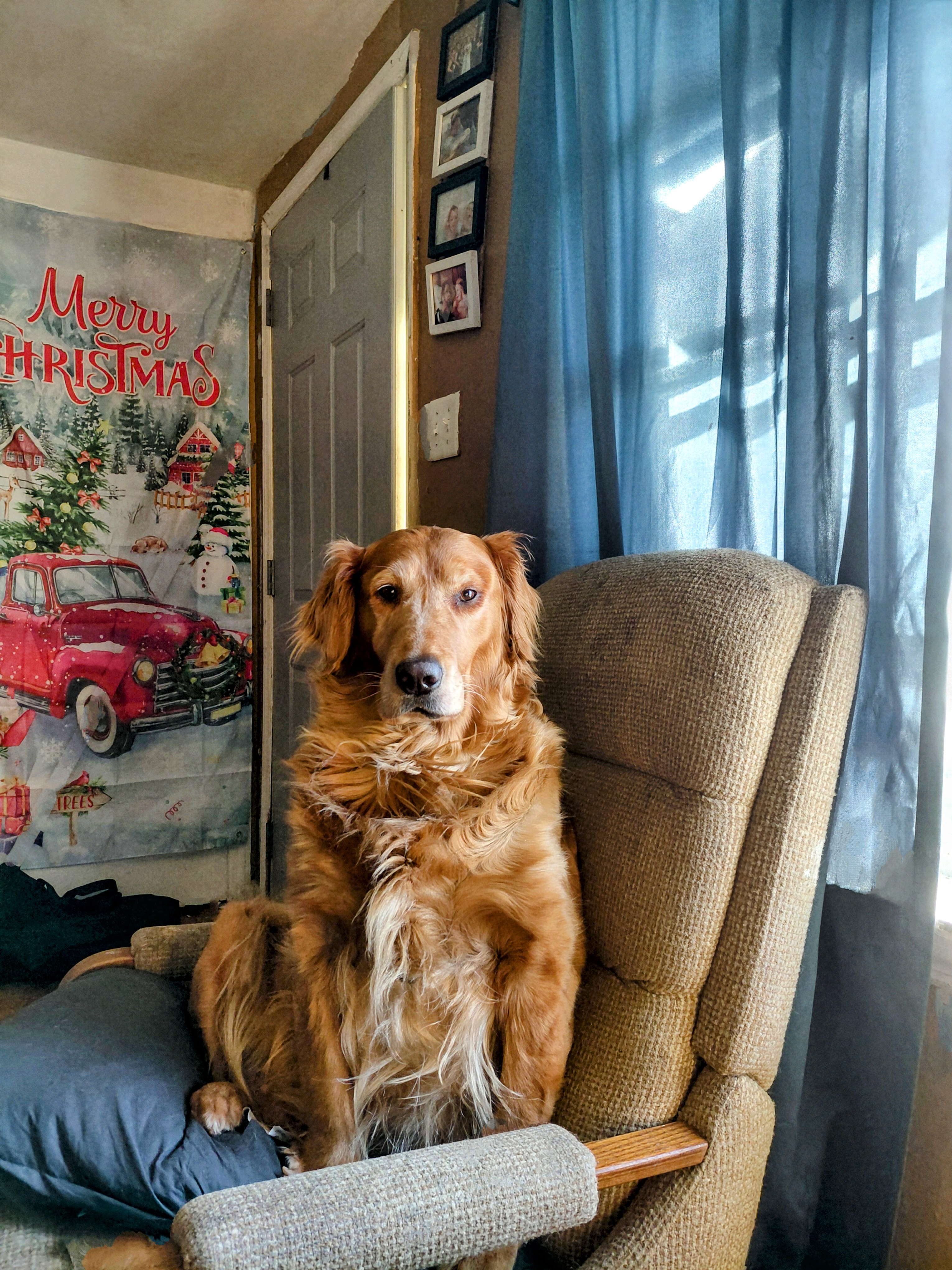 Fundraiser by Corissa Reliford : Help Save Ellie—Our Family Dog Needs ...