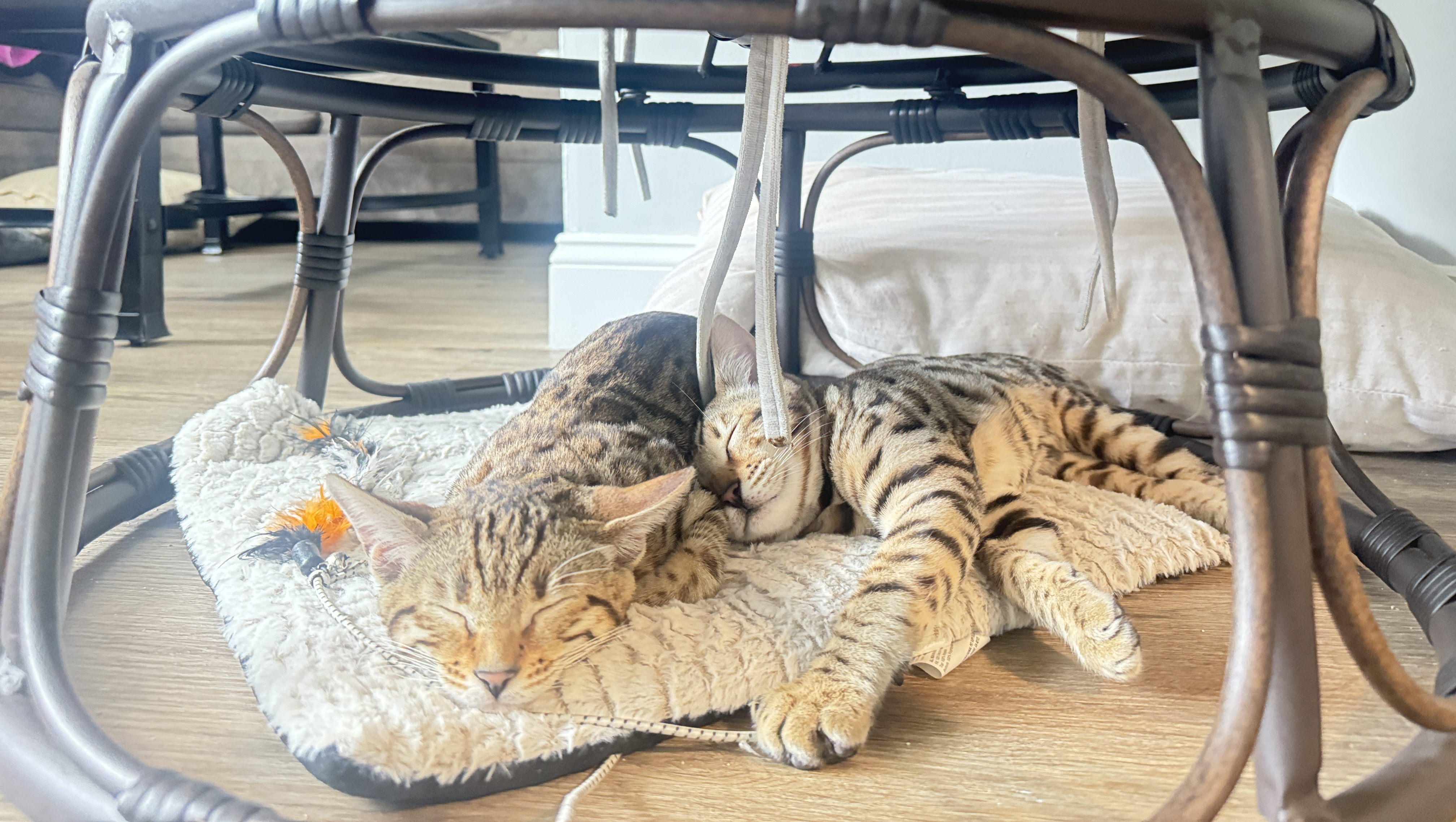 Fundraiser by Faith Brichetto : Cheetos Recovery