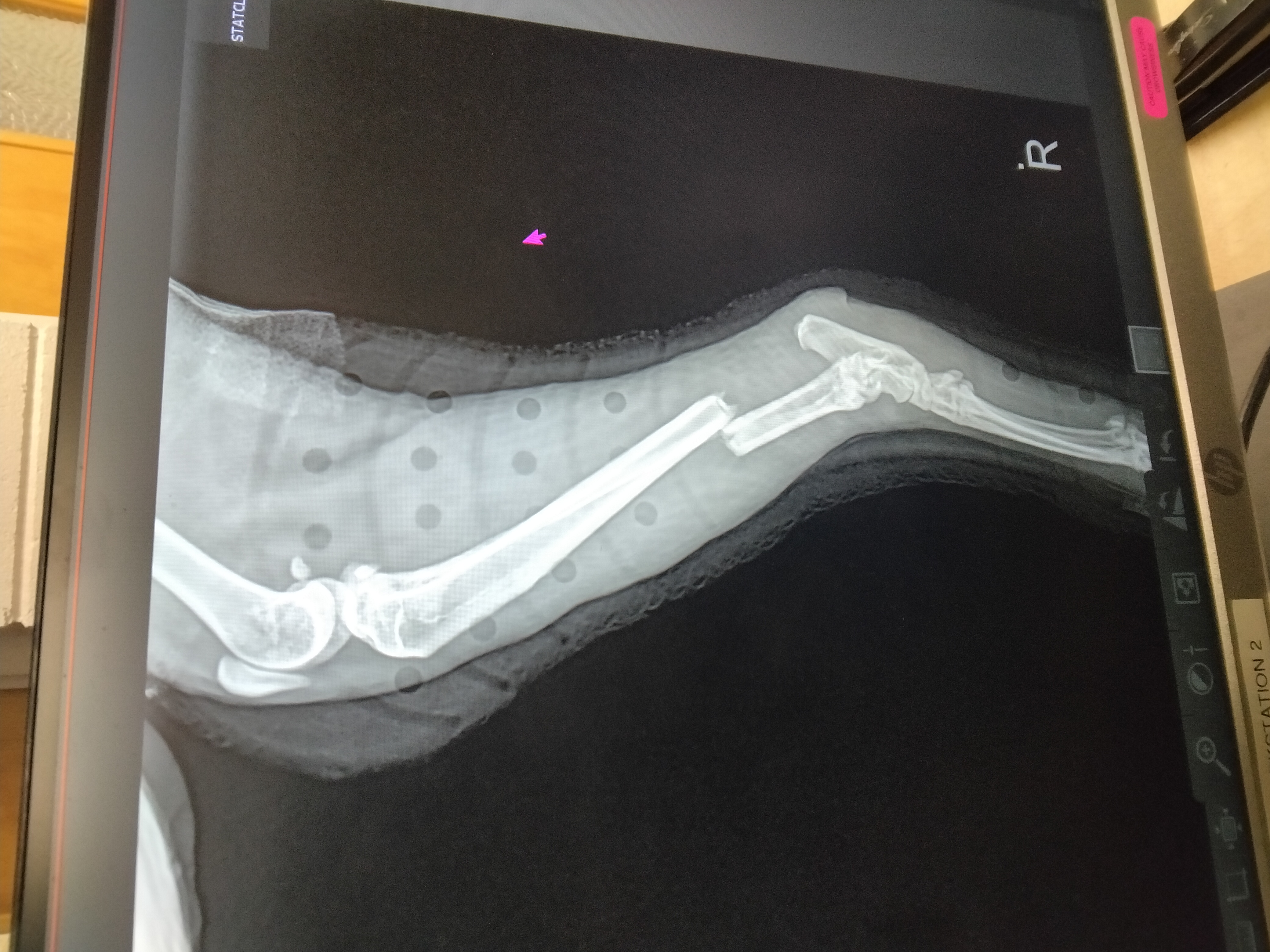 Fundraiser by Brad Swistara : Help Mr Kitty Get His Leg Fixed