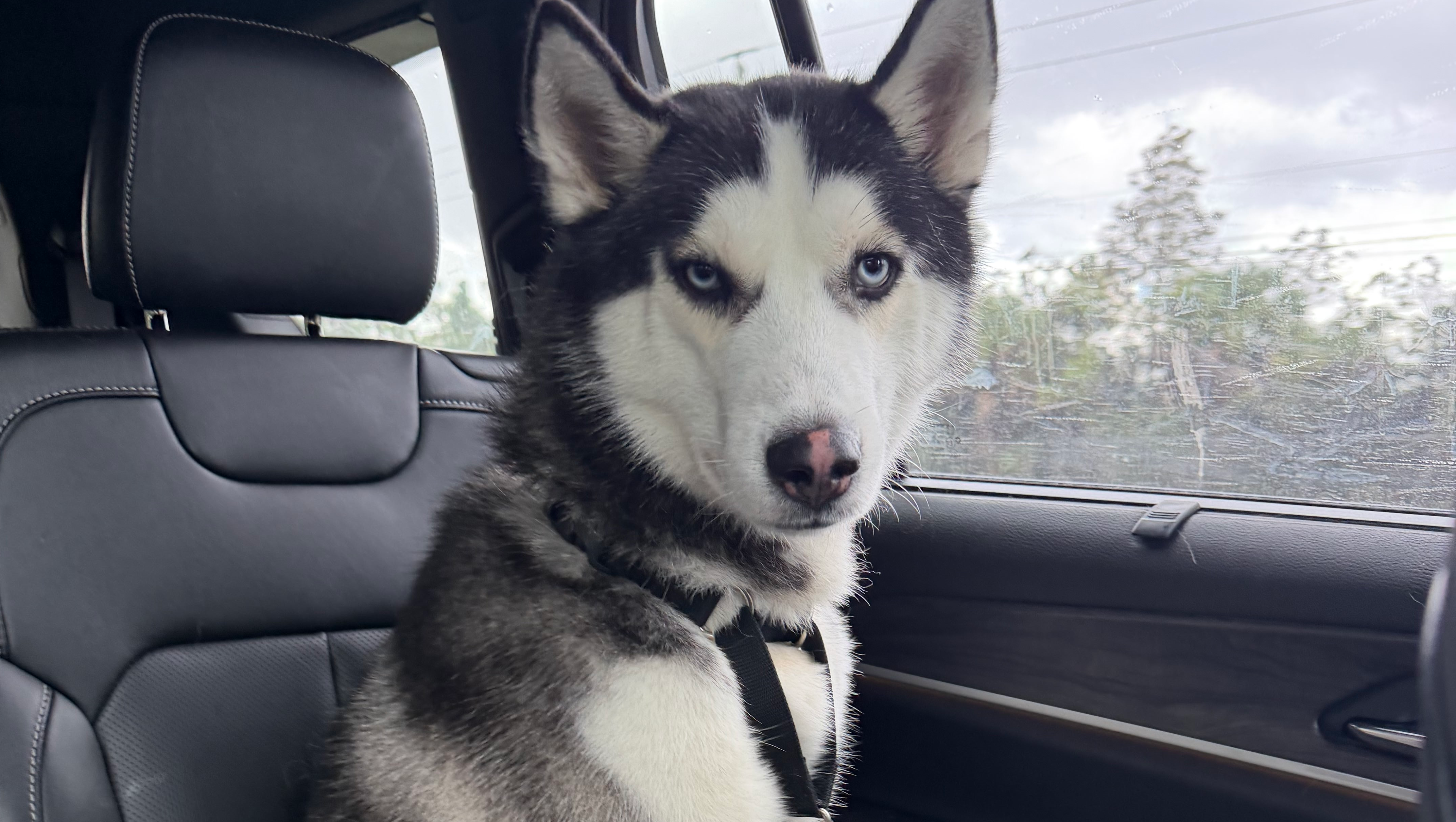 Fundraiser by Emma Moriarty : Give Shelter Dogs a Second Chance!