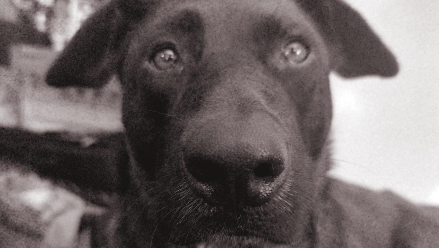 Fundraiser for Chrys Gaffney by Ella Winters : SAVE SVEN