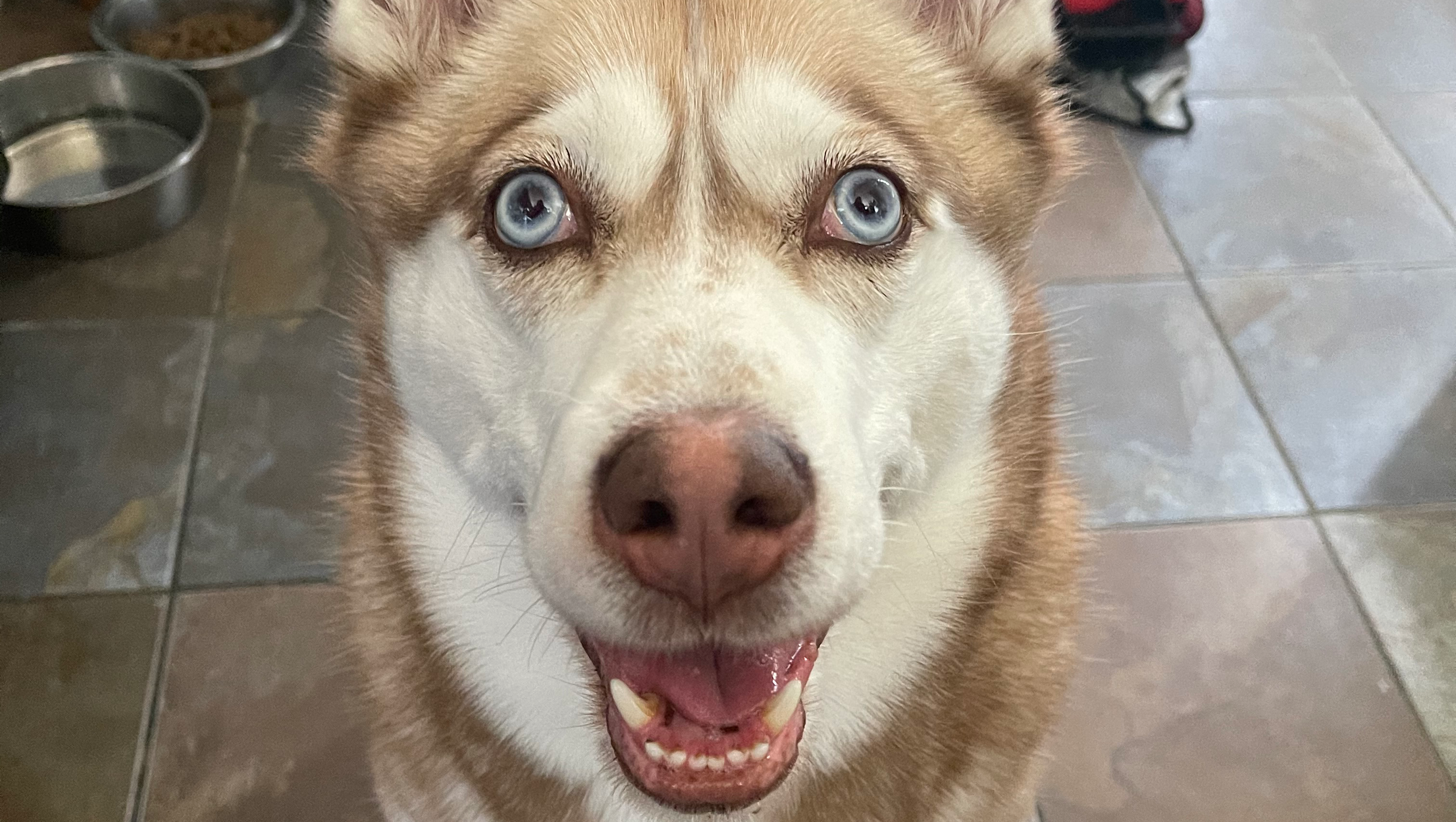 Fundraiser by Tori Gerin : Support Ava's Surgery for a Happy Life