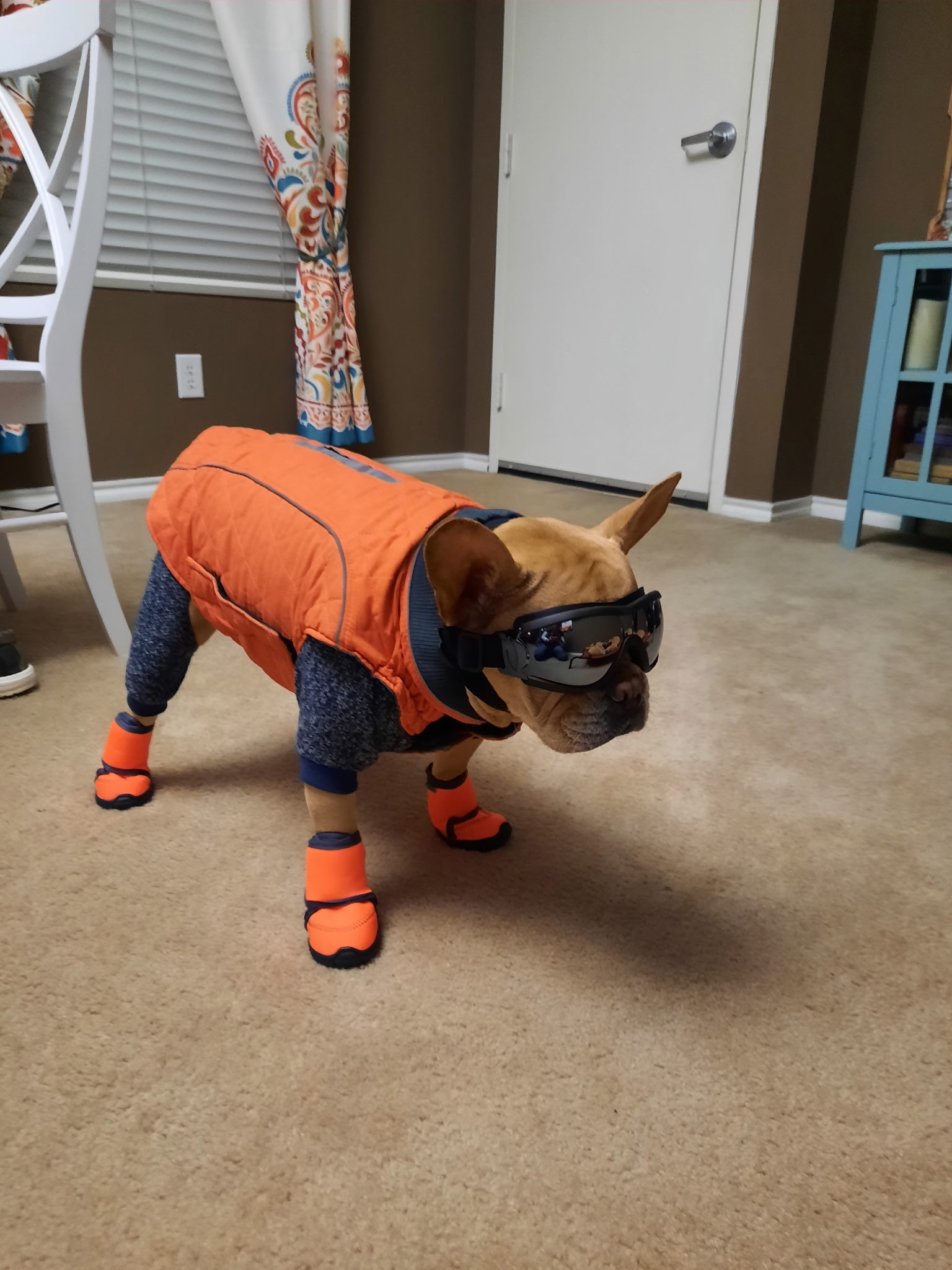 Fundraiser for Michelle Scott by Teresa Guerrero : Could you help Harper?