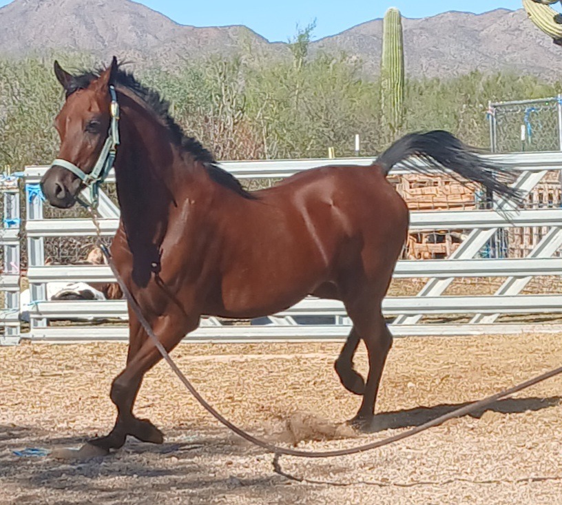 Fundraiser for Sherri Boyer by Michelle Boyer : Horses, alfalfa, and a ...