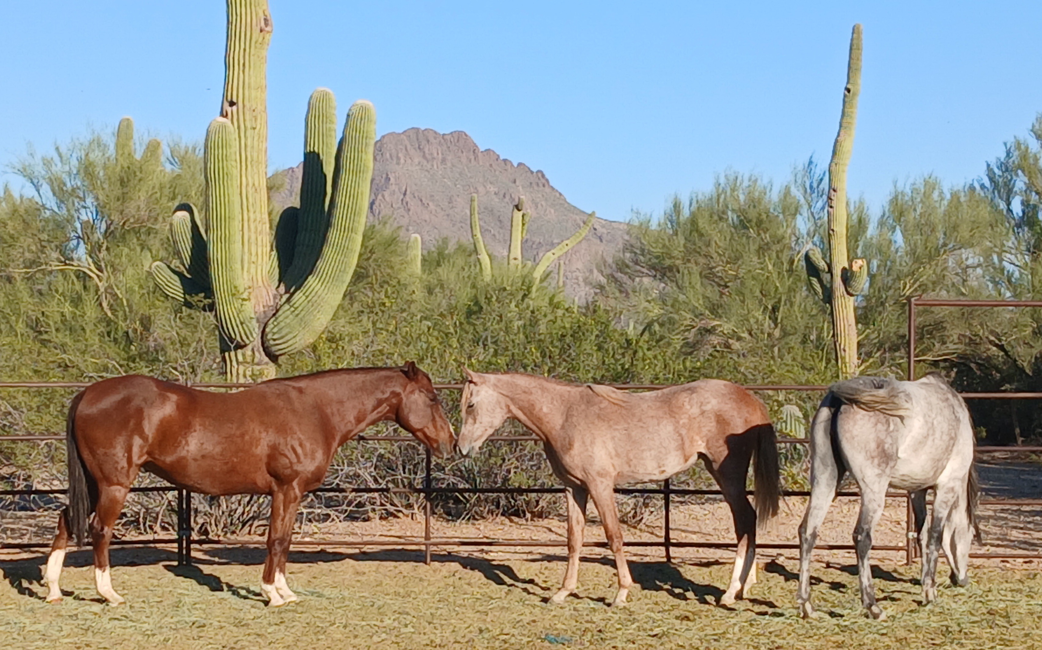 Fundraiser for Sherri Boyer by Michelle Boyer : Horses, alfalfa, and a ...