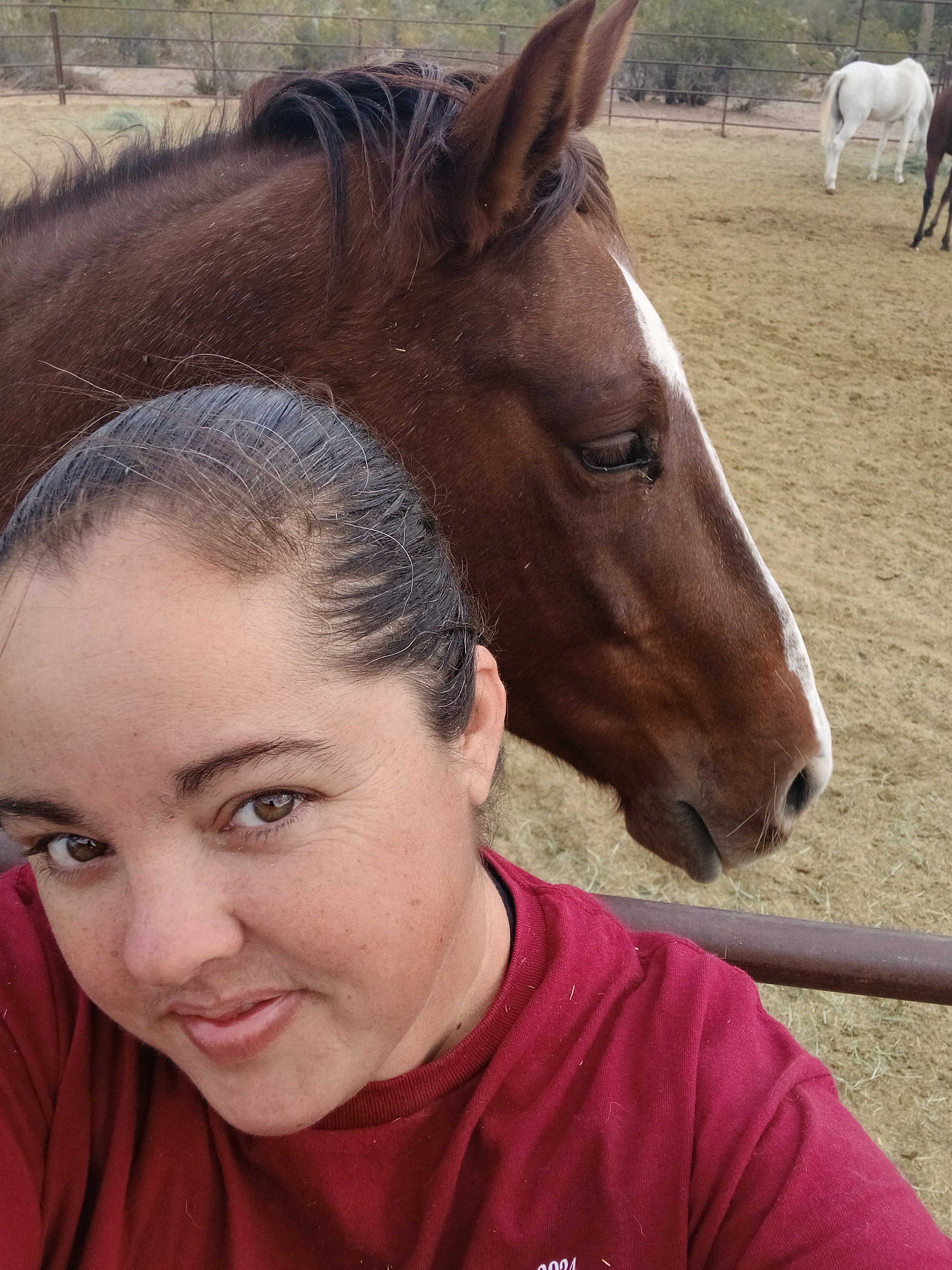Fundraiser for Sherri Boyer by Michelle Boyer : Horses, alfalfa, and a ...