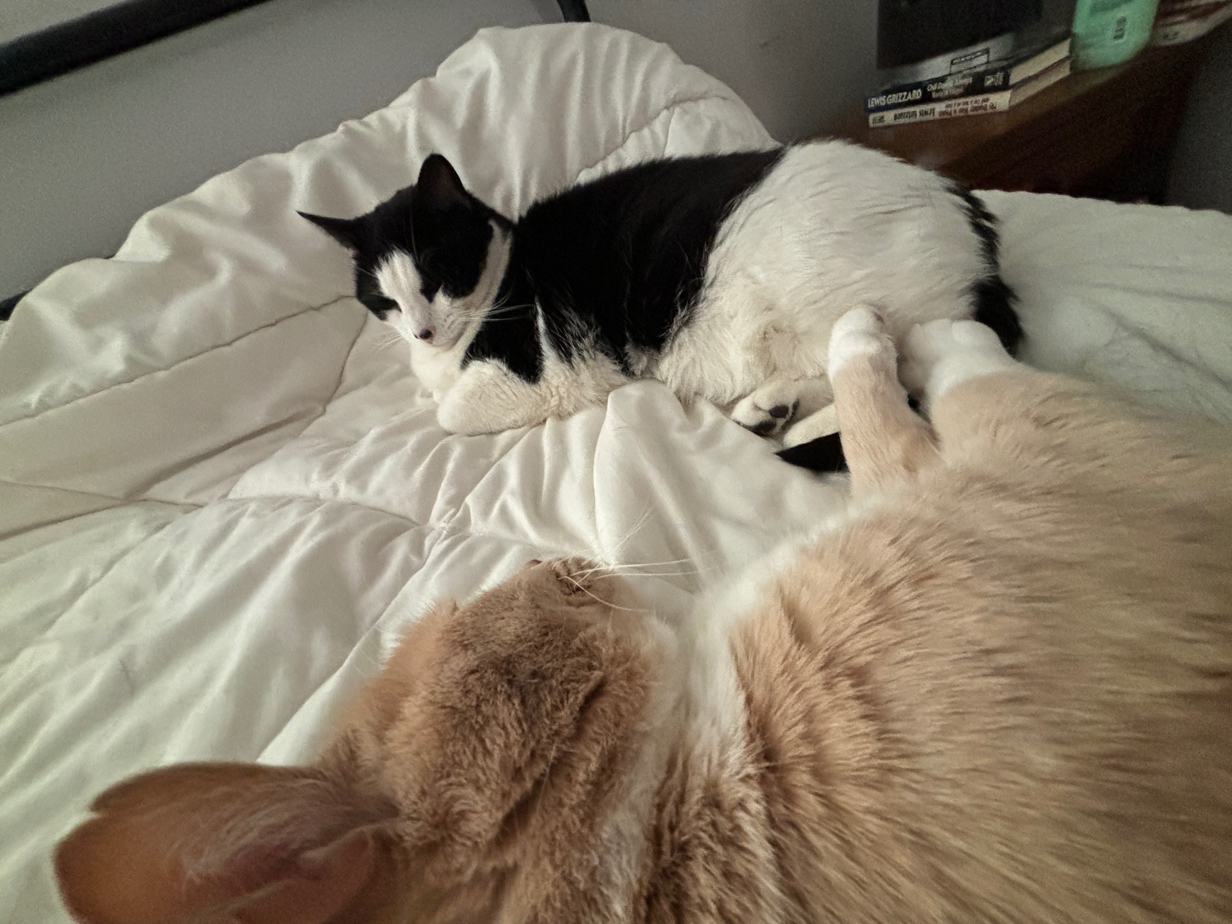 Fundraiser by Emma Nix : Support Biscuit's Urgent Medical Care