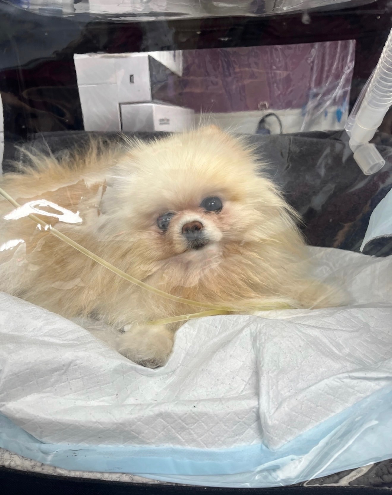 Fundraiser by Meri Oganesyan : Help Save Mimi: Emergency Care for Meri ...