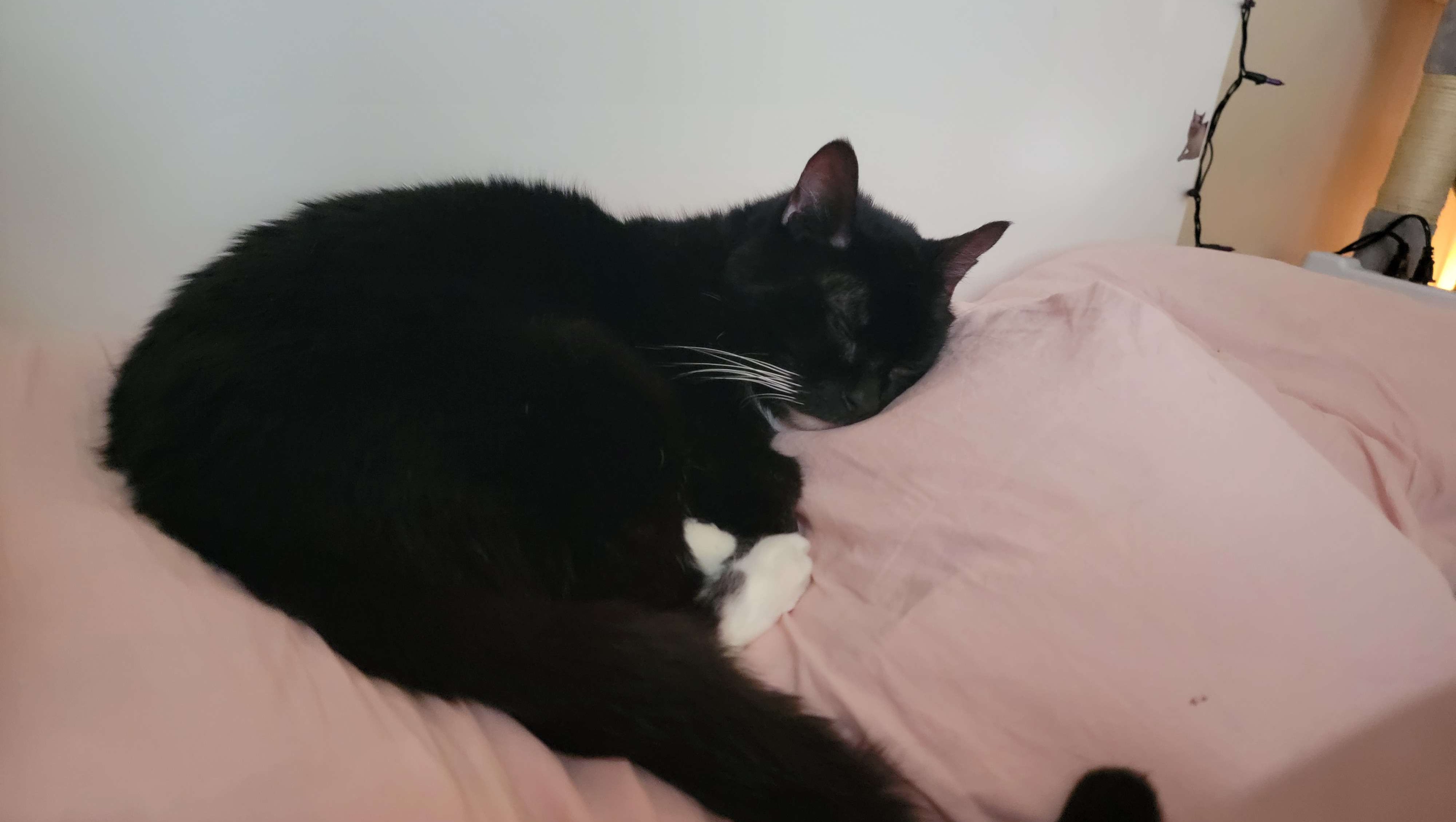 Fundraiser for Gabriel Aster by Nikolas Jones : Help Senior Cat, Cloud ...