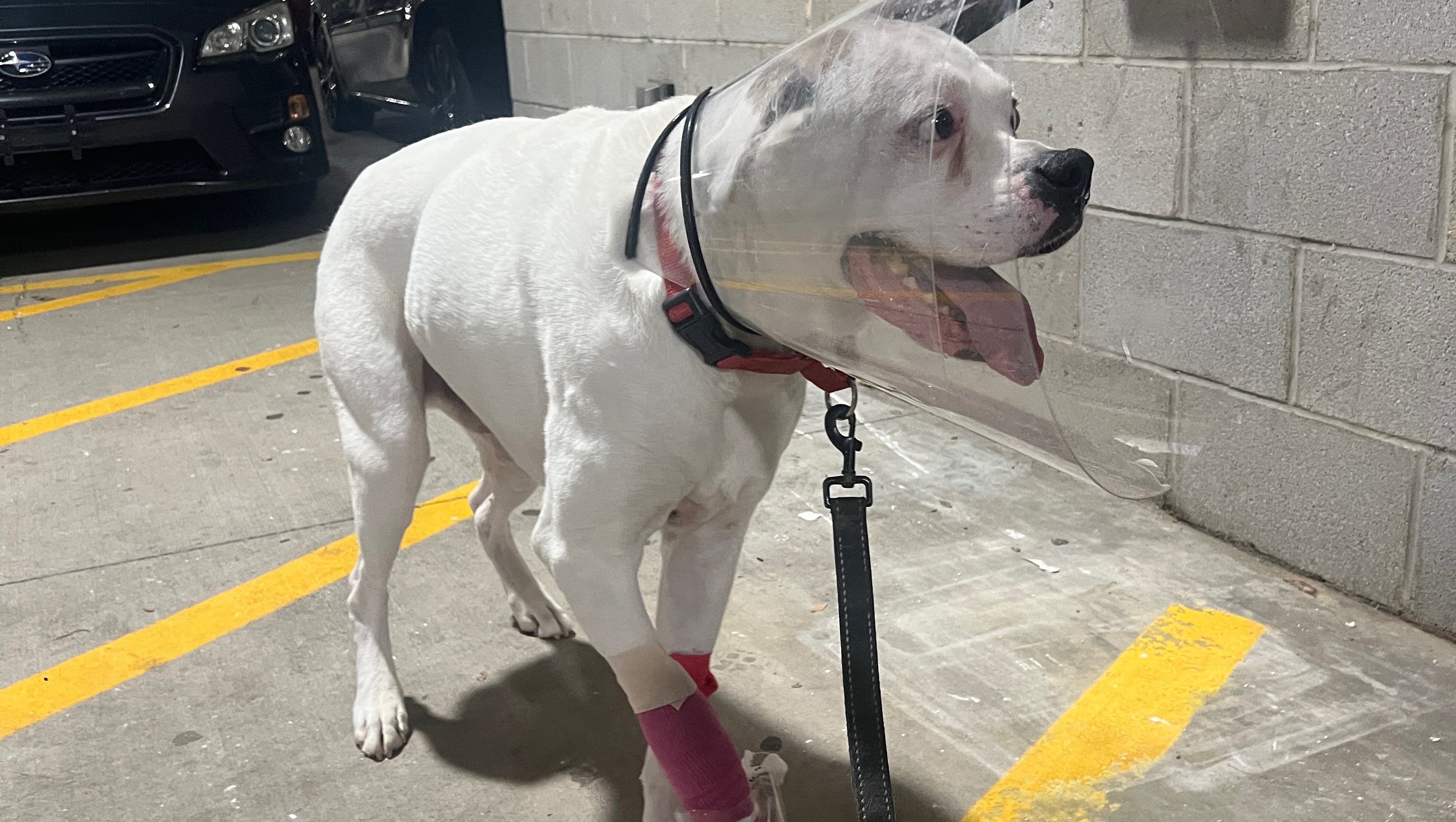 Fundraiser by Lindsey Holmes : Duncan and his toe amputation fund