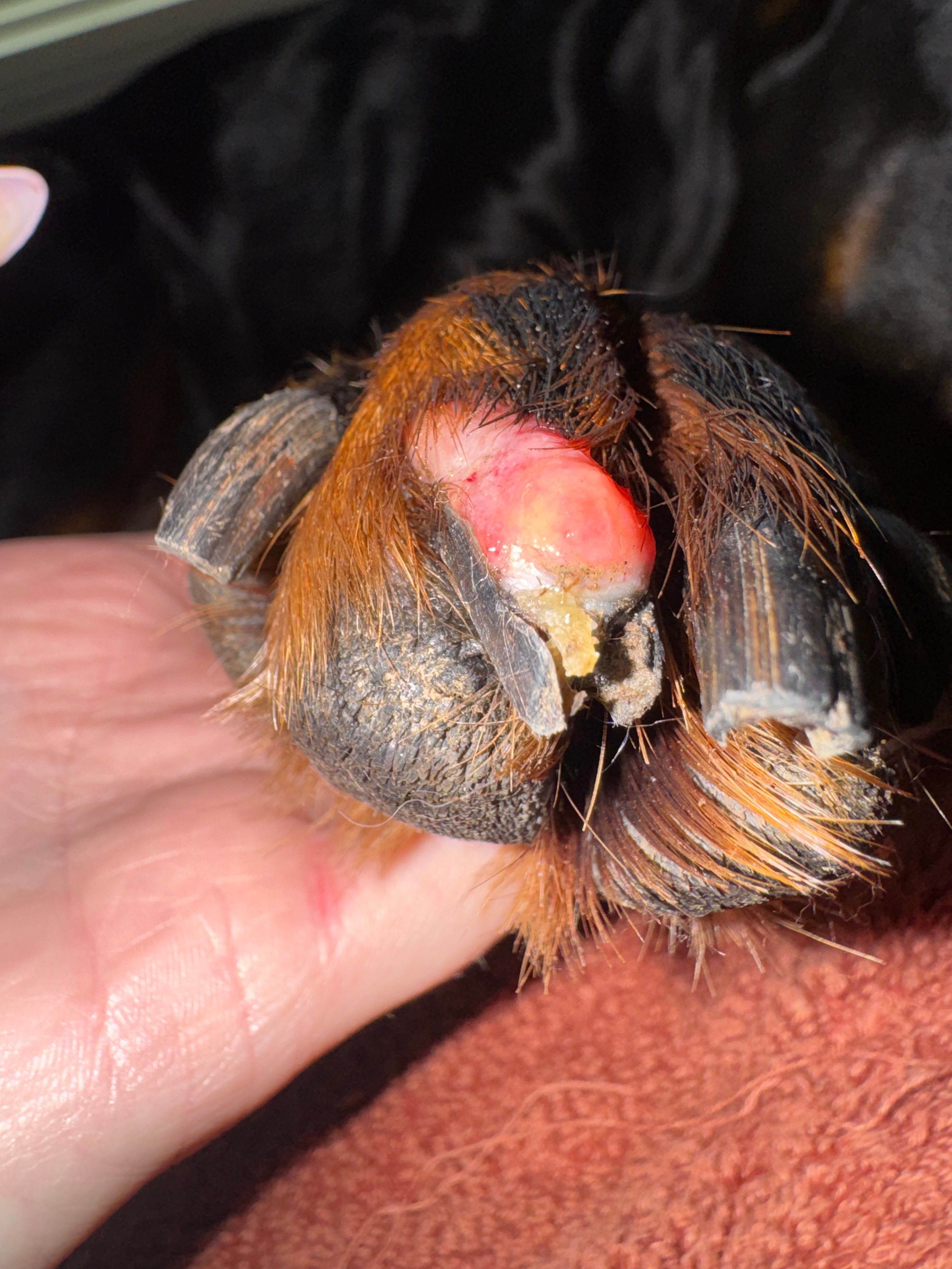 Fundraiser by Haylie Knowles : Support Mika’s Surgery and Recovery