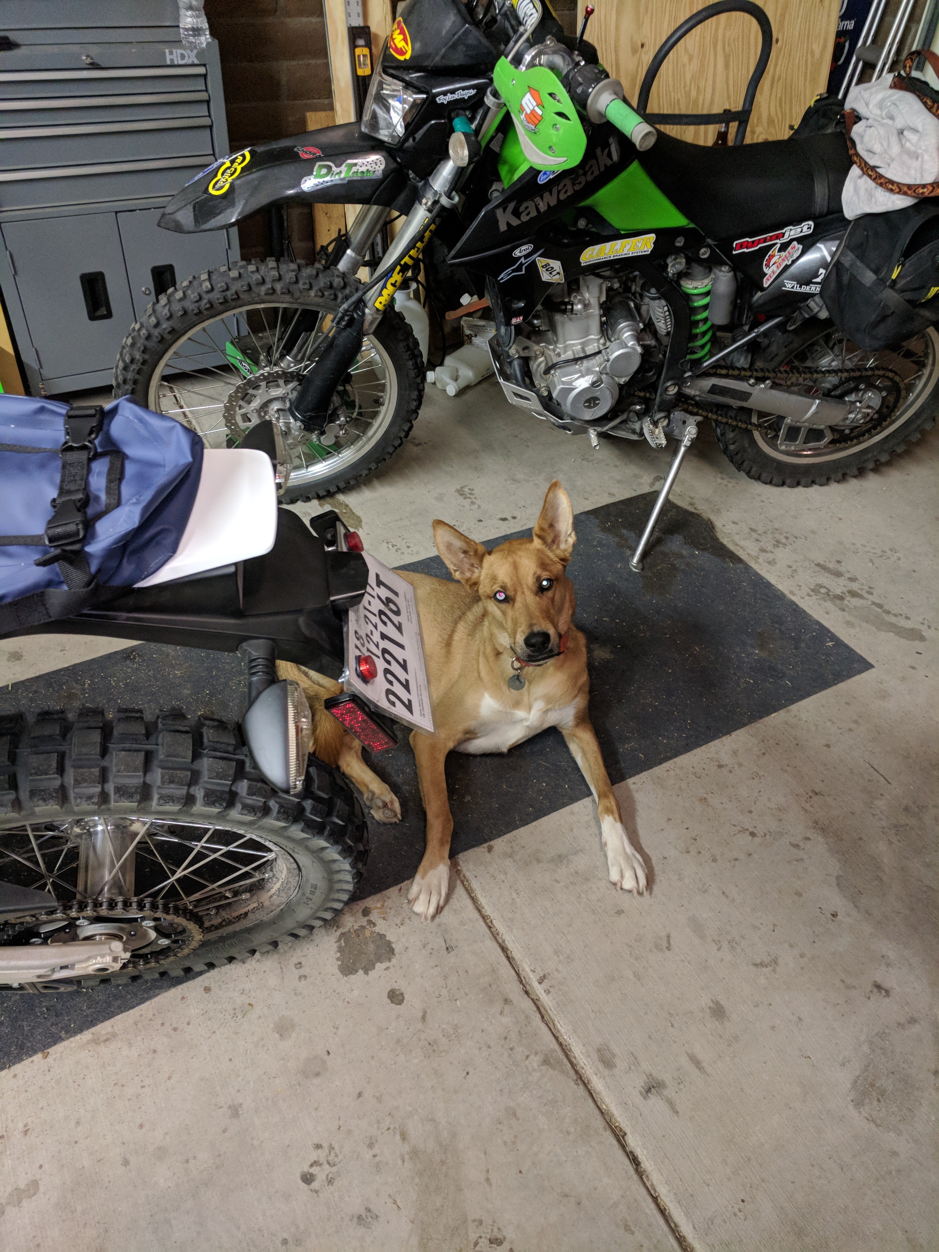 Fundraiser by Karin Bayze : Support Walter’s Surgery and Recovery