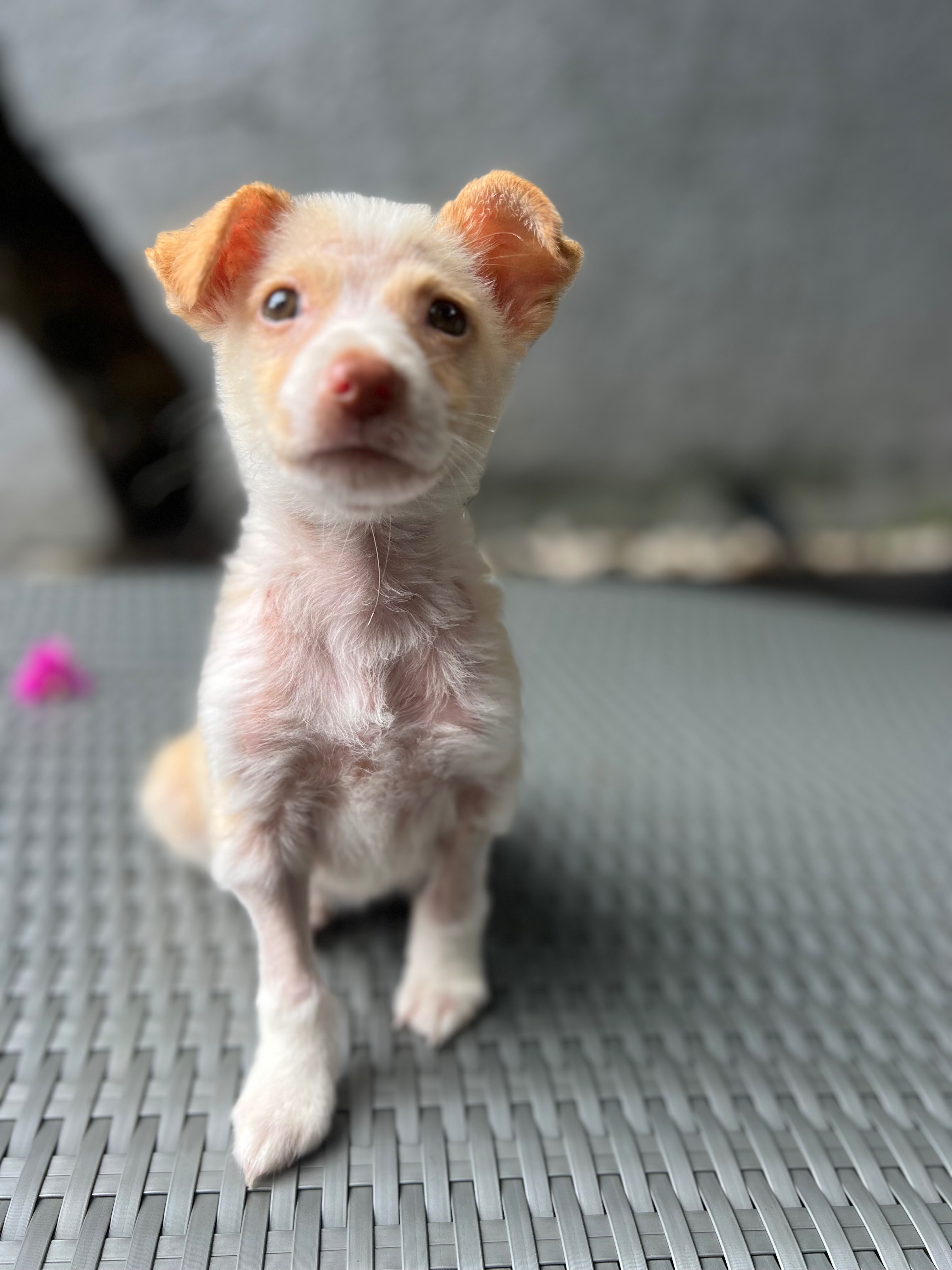 Fundraiser by Alex Blumberg : Help Us Save Dogs in Bali