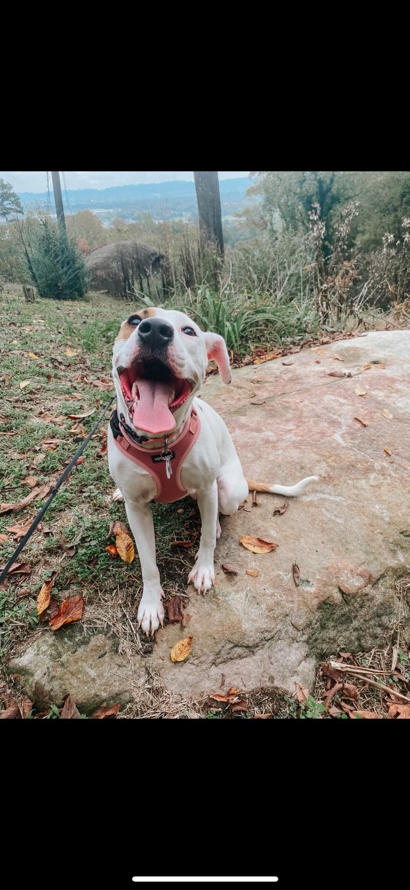 Fundraiser by Madison Trotter : Help Hazel Walk Again