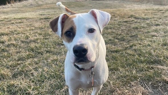 Fundraiser by Madison Trotter : Help Hazel Walk Again