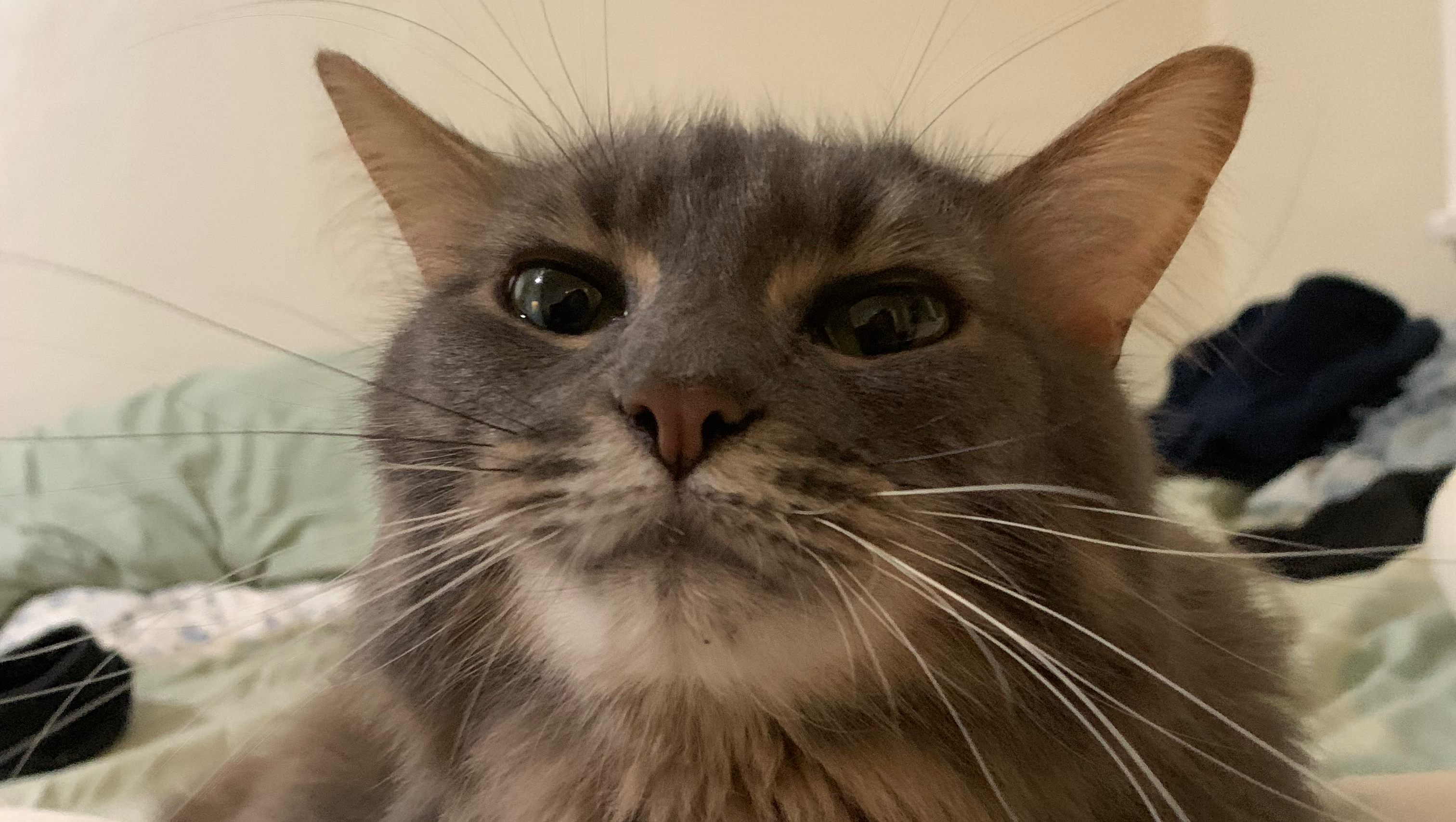Fundraiser by Dejah Cline : Help Pants the Cat Fight Anemia