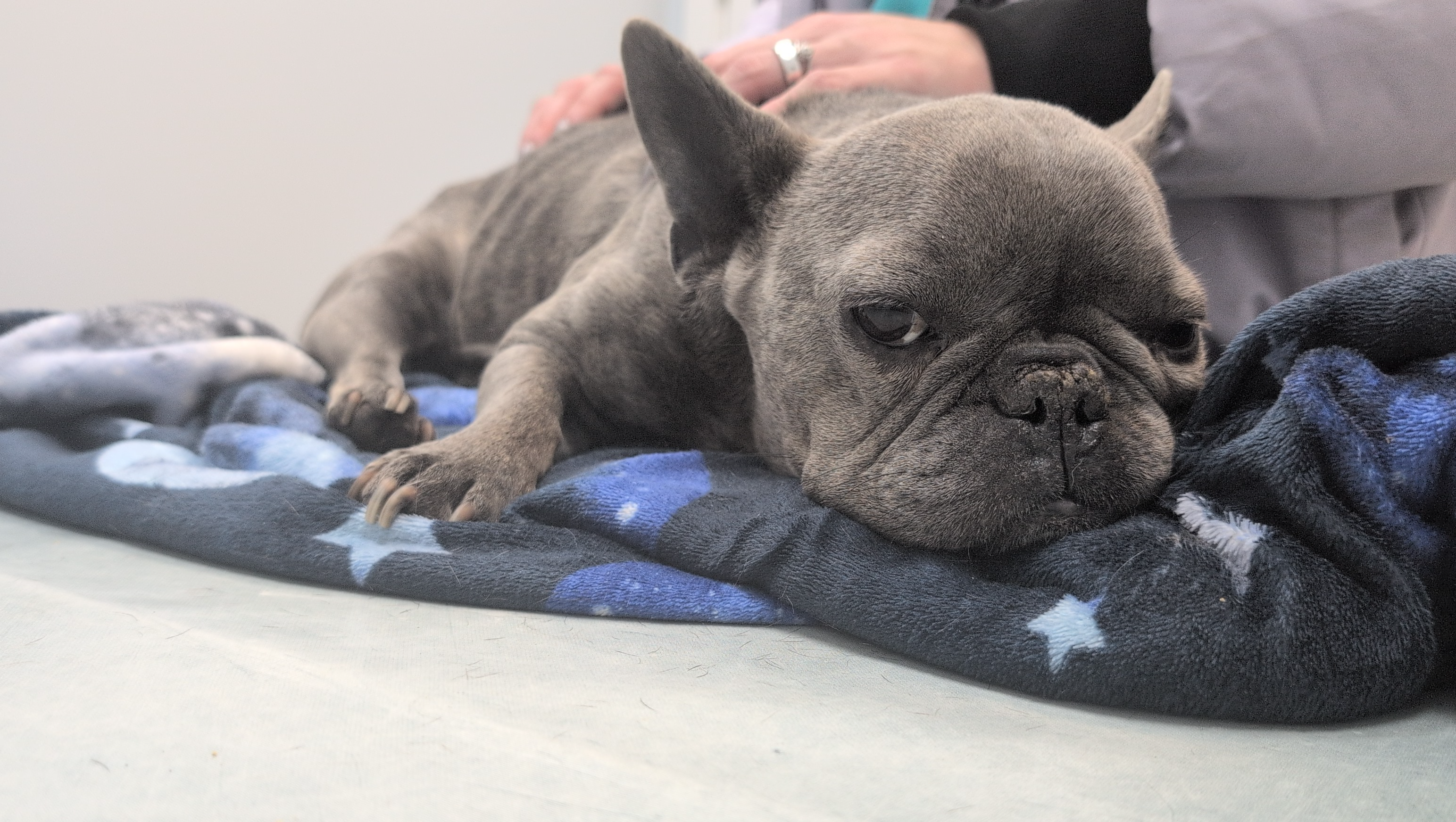 Fundraiser by Scott Devine : Help us help Daisy please