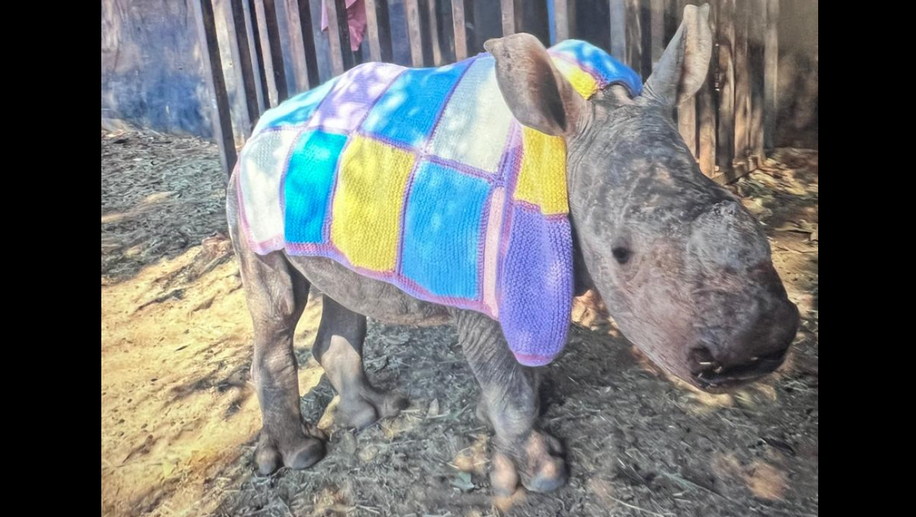 Fundraiser by Marcel Vilonel : Help Marcel Deliver Gifts to Wildlife ...