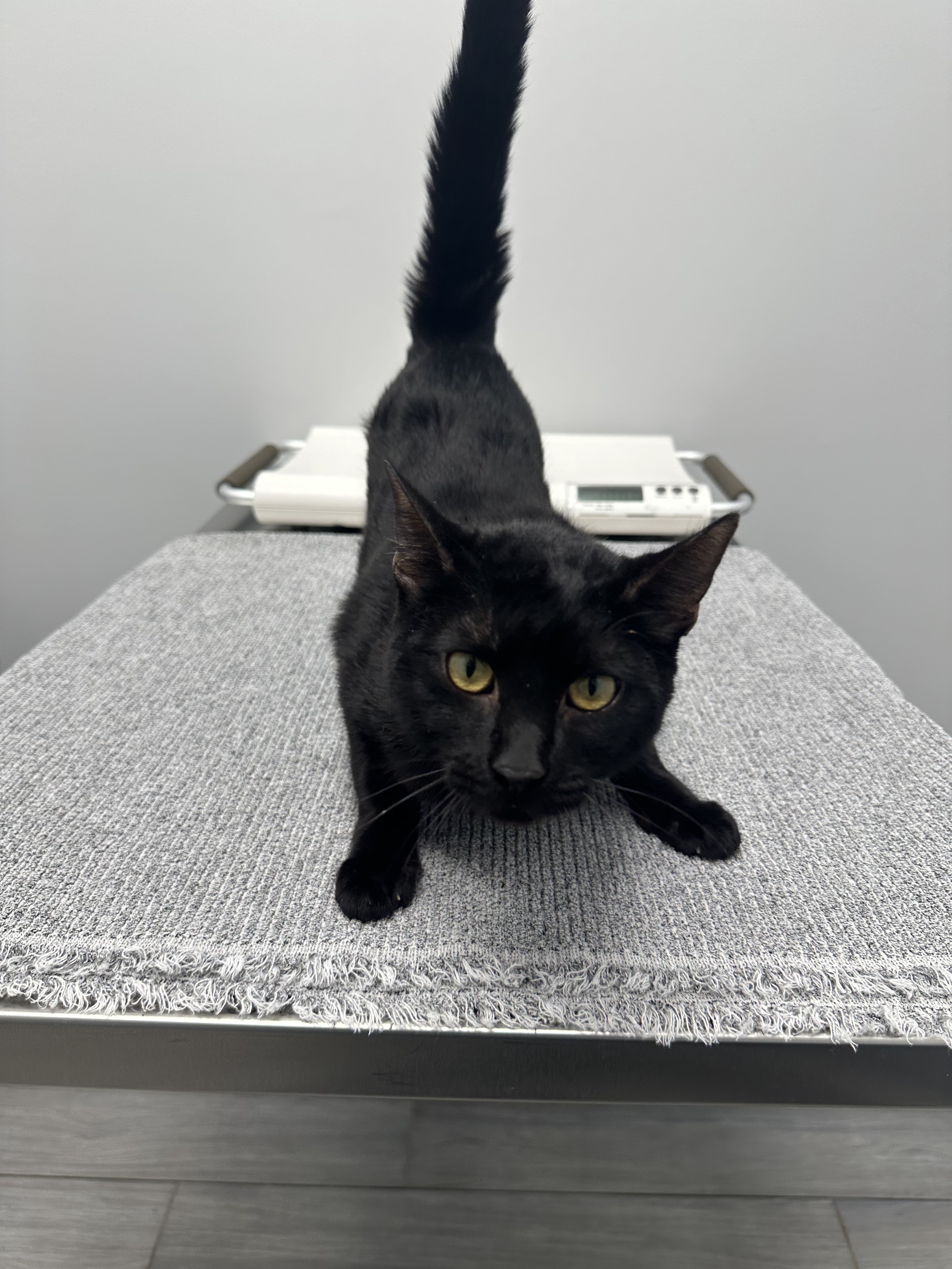 Fundraiser by Jarret Allen : Help Mouse Beat FIP: Support Her Treatment