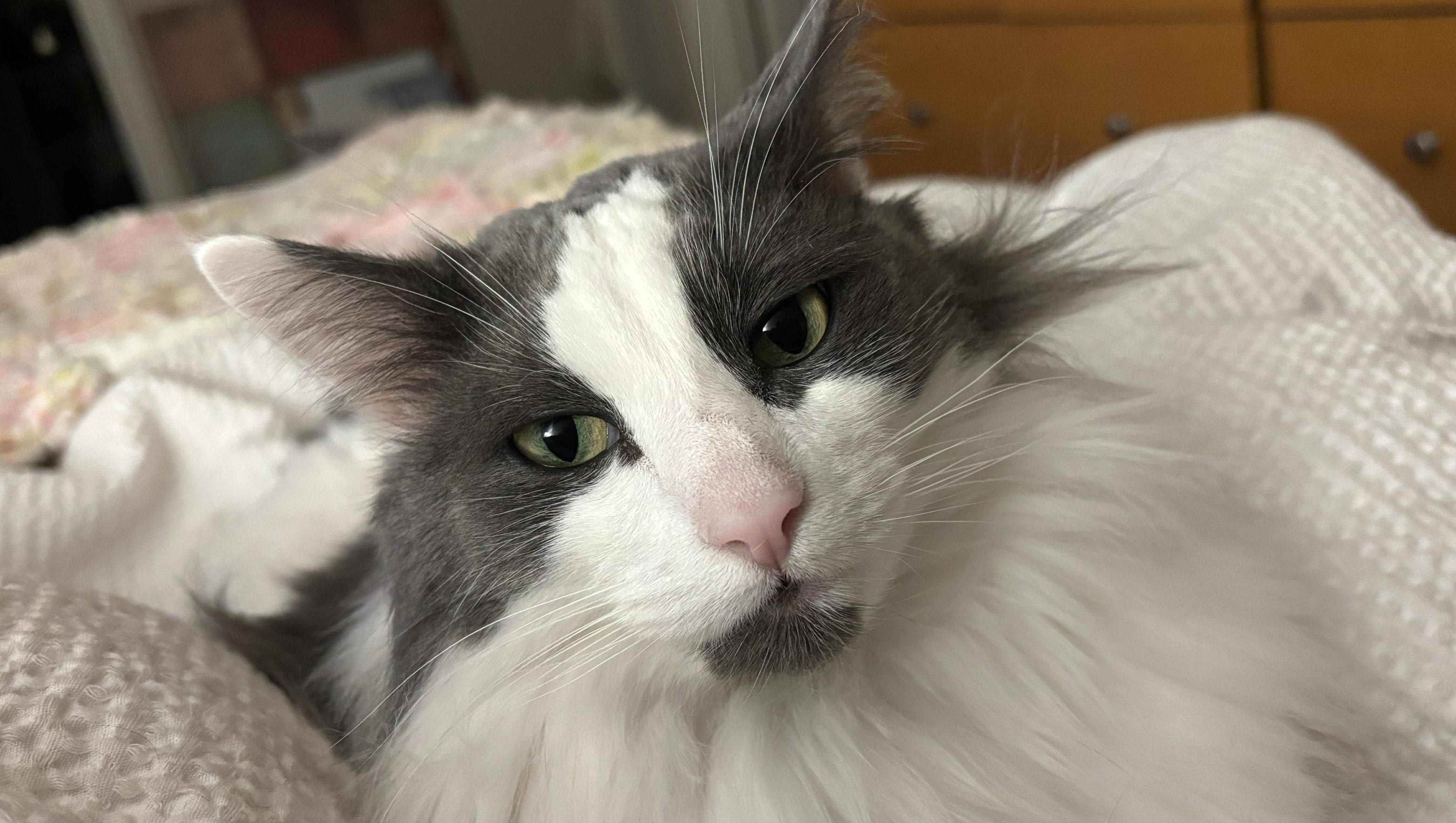 Fundraiser by Caitlin Stewart : Otto’s Story: Fighting for One More Chance