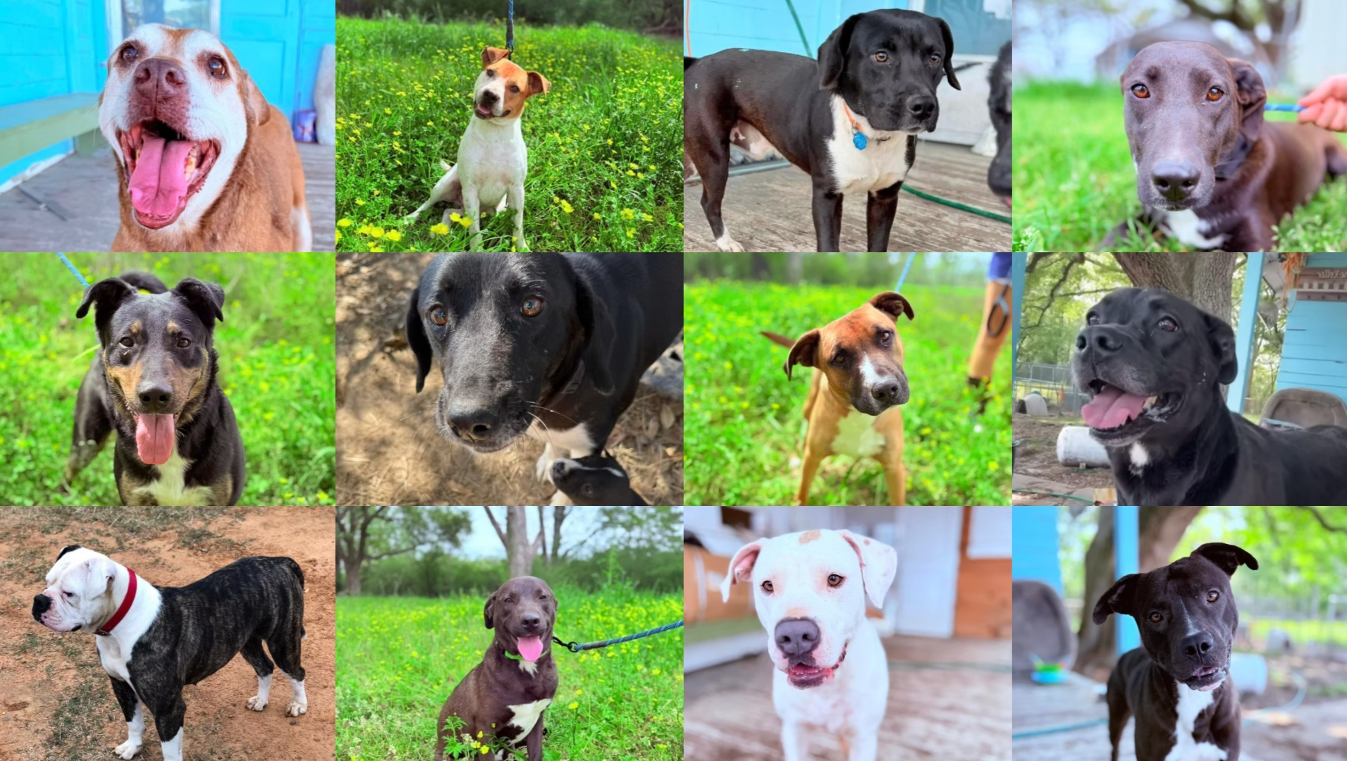 Fundraiser by Krista Keller : Building A Safe Haven For The Rescues Of ...