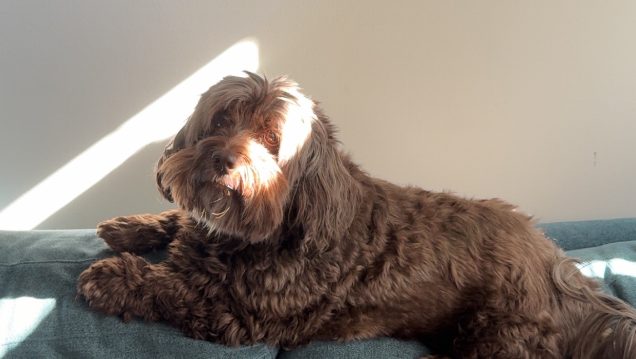 Fundraiser by Lydia Chadwick : Help Millie Get Her Eye Surgery