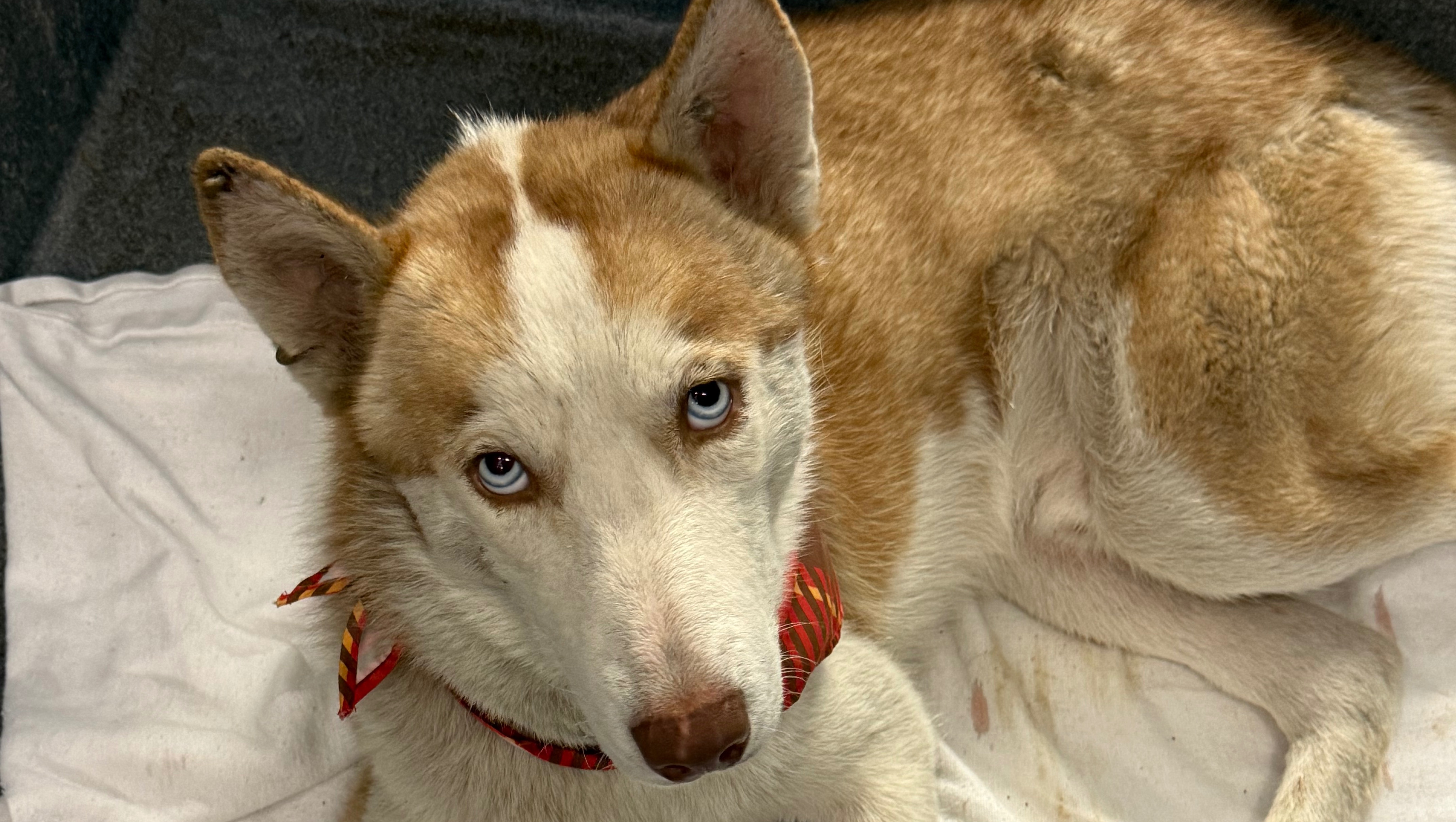 Fundraiser by Robert Kirkman : Help Doug Heal After Injury